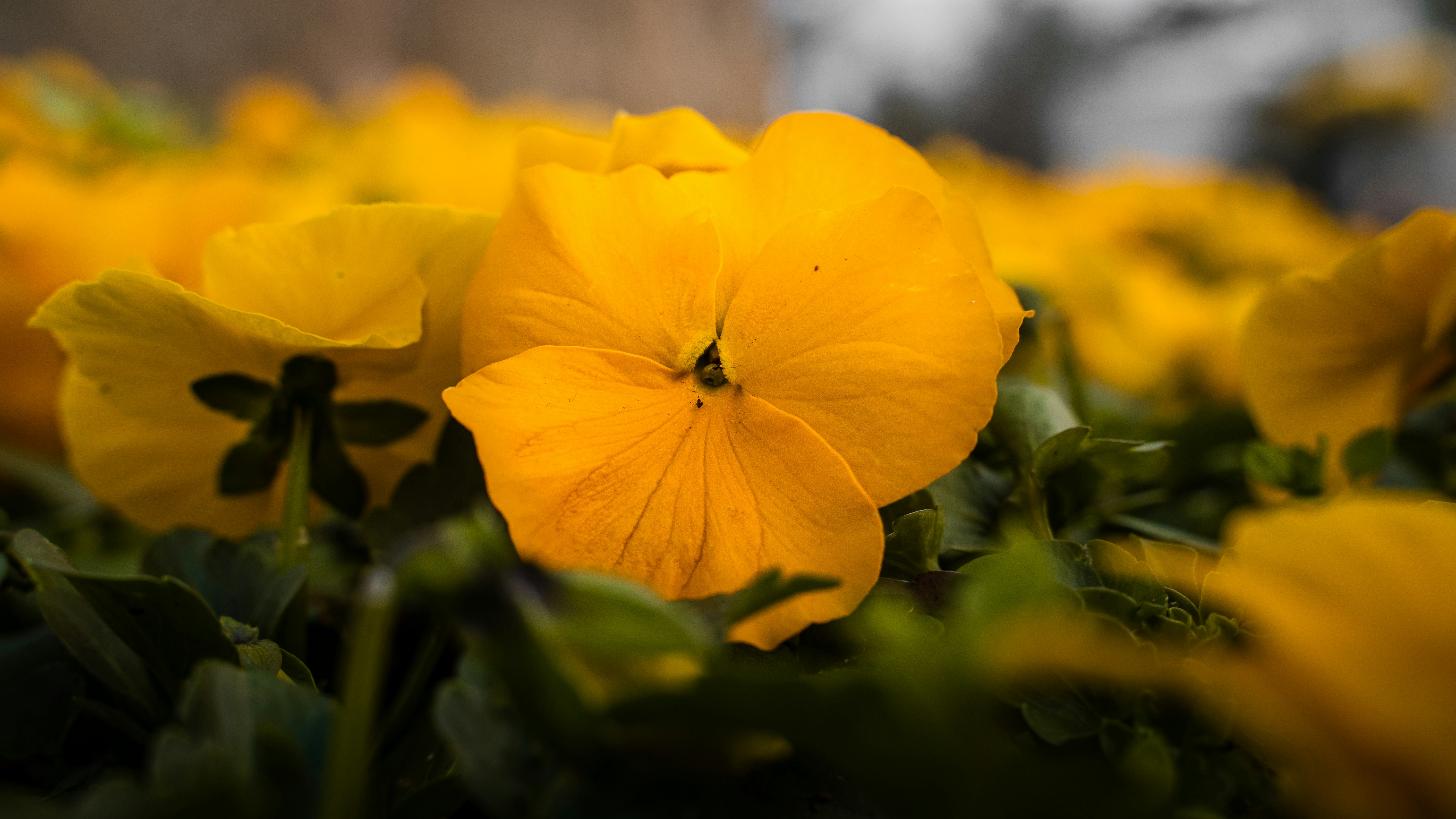 Golden Petals in Focus: a sunlit bloom through a shallow field