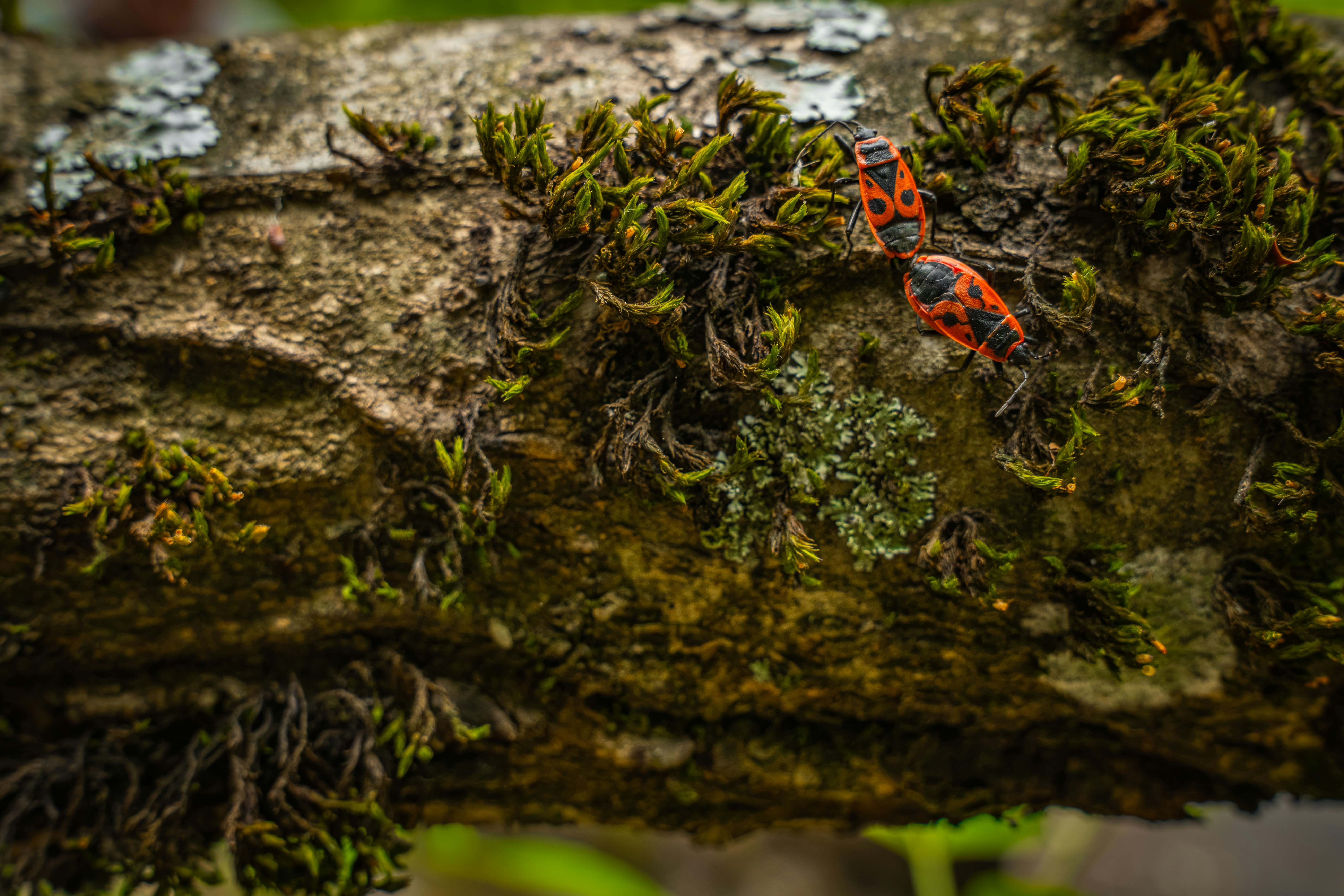 Citrus Blotch Beetle on Mossy Bark