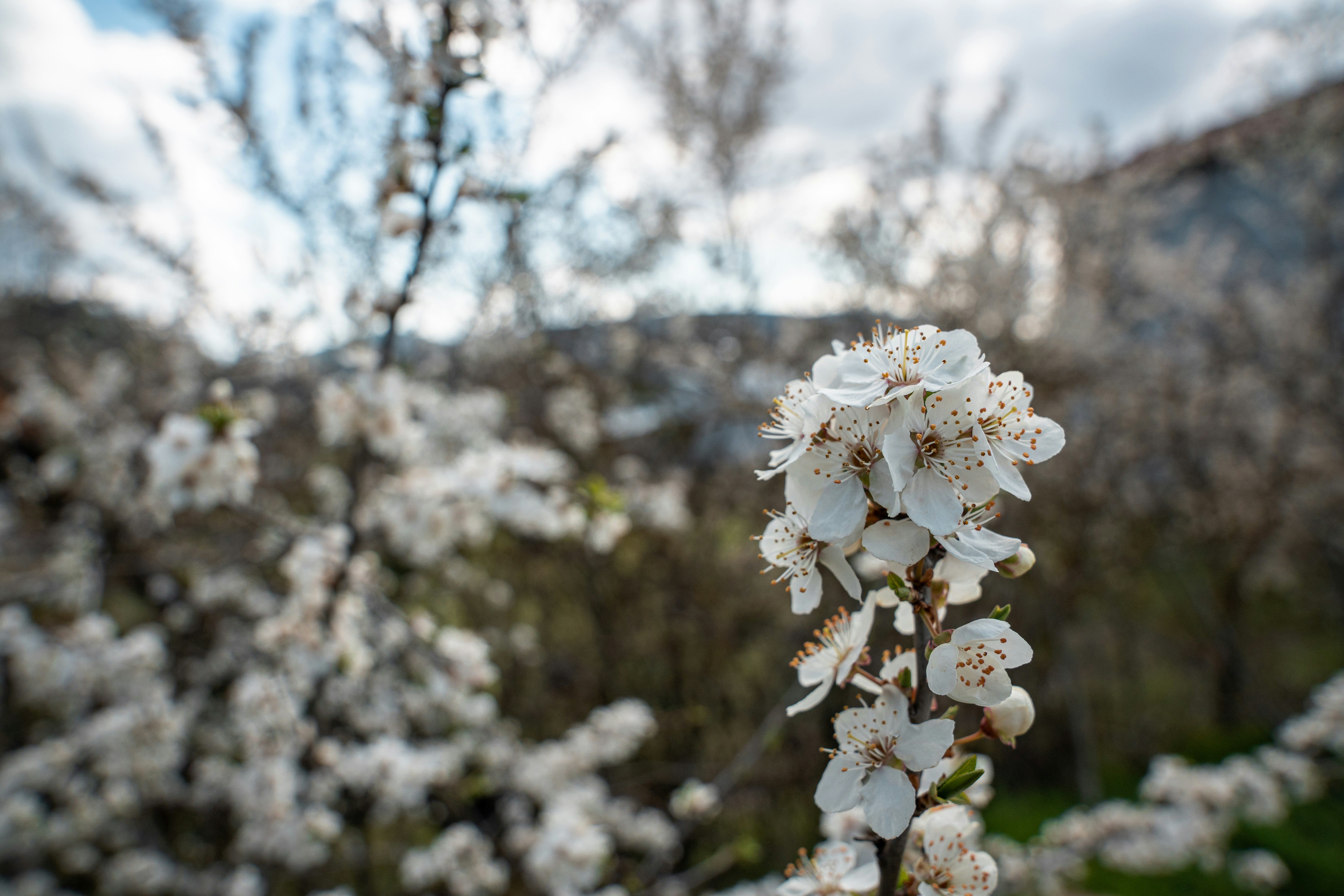 Blossoms in Focus: A Blooming Stem against a Soft Winter Garden