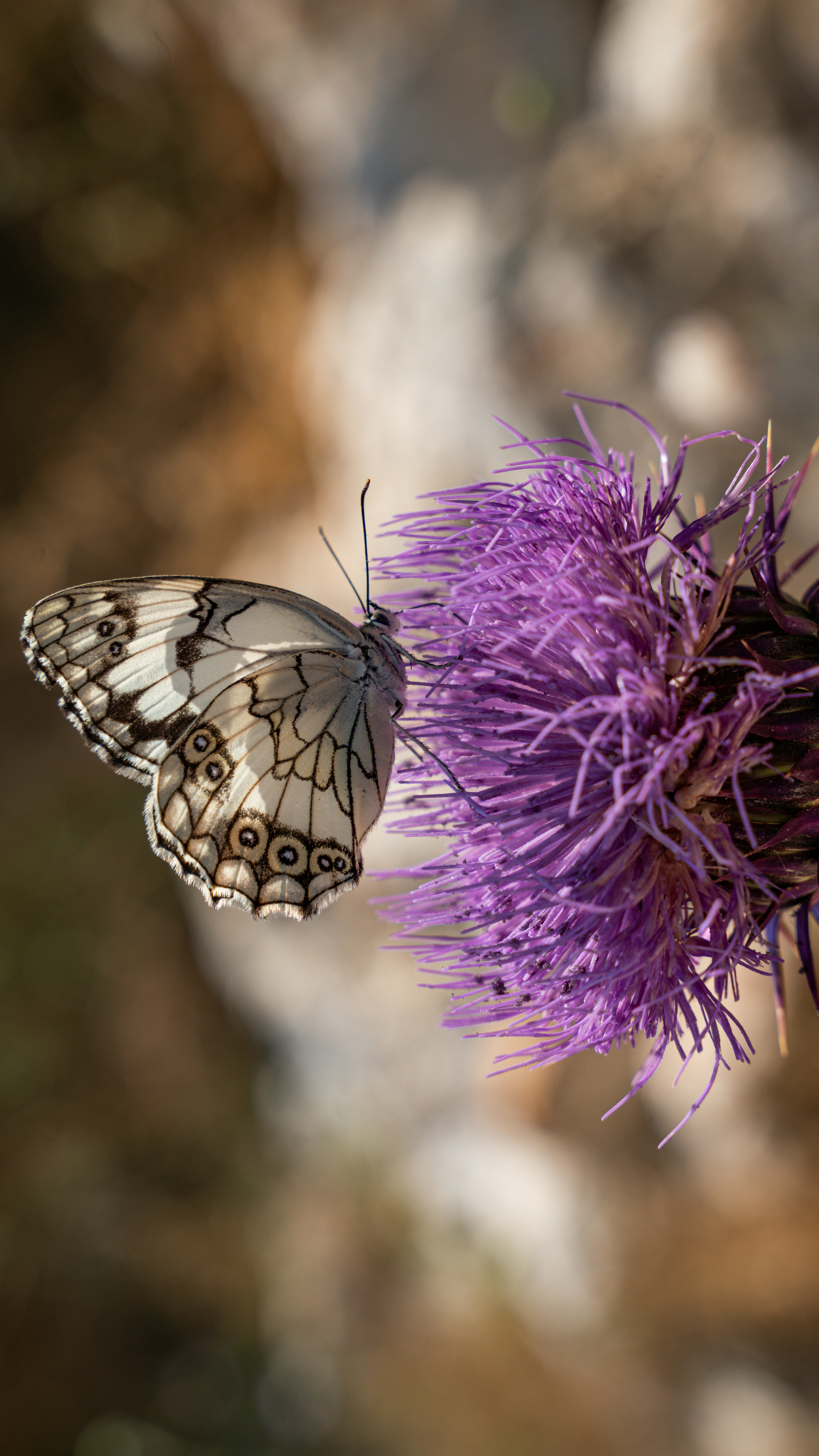 Butterfly on a Violet Bloom: Delicate Contrast in Spring Light