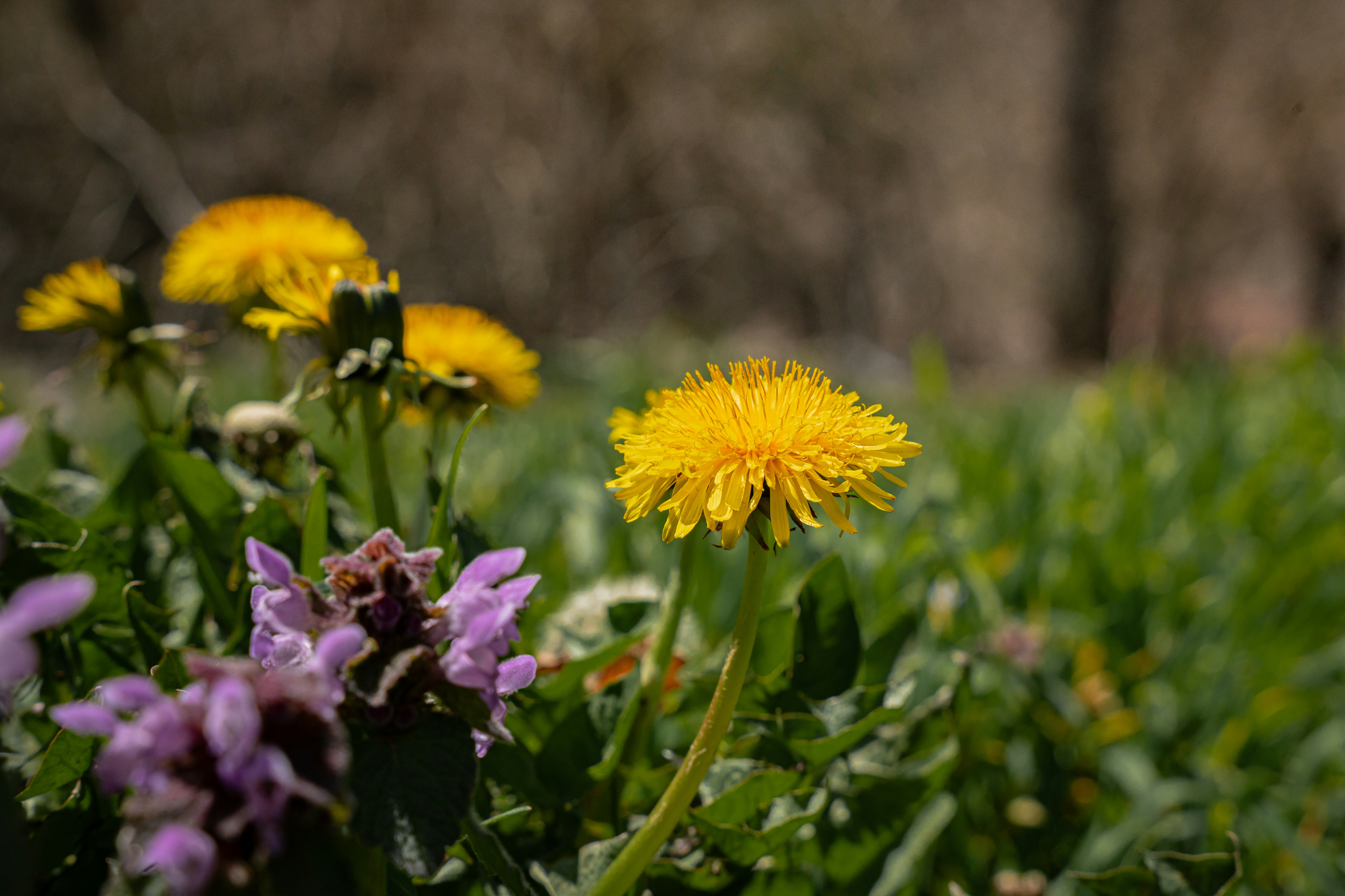 Sunlit Dandelion Embrace among Purple Blooms