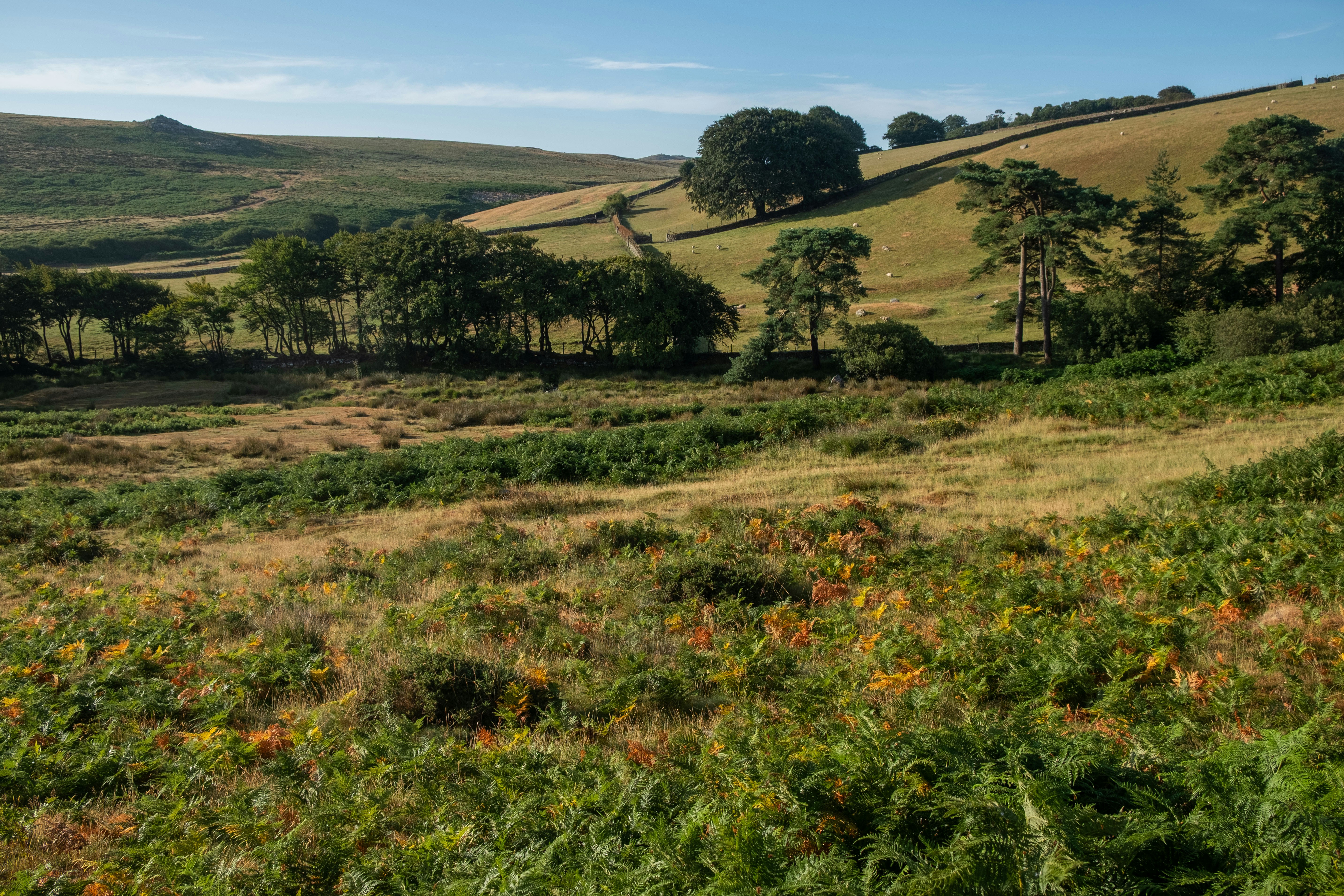 Rolling Moorland Under a Quiet Blue Sky