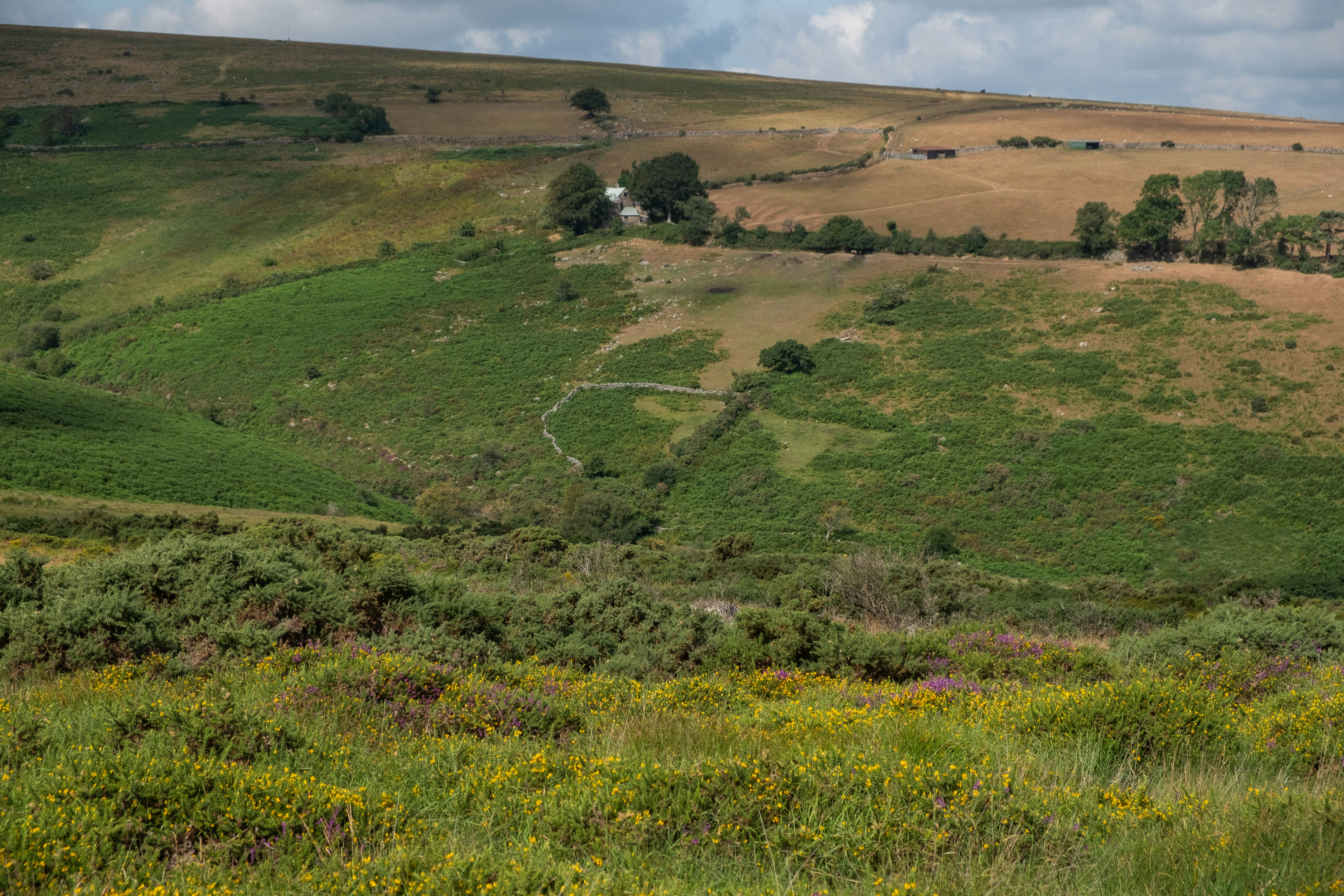 Pastoral Rise: A valley path winding through wildflower-dotted hills