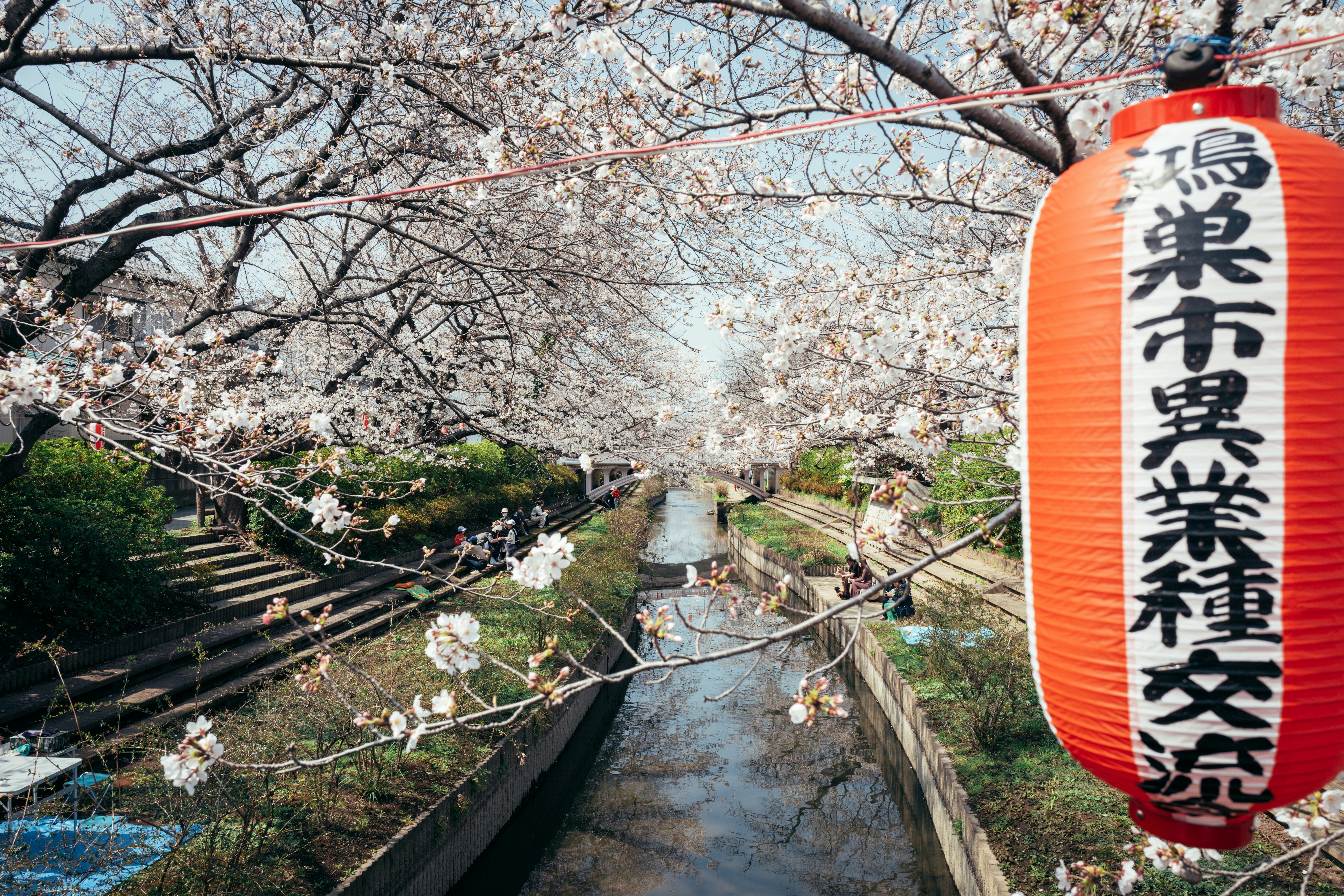 Cherry Blossom Canal Under a Lantern Glow