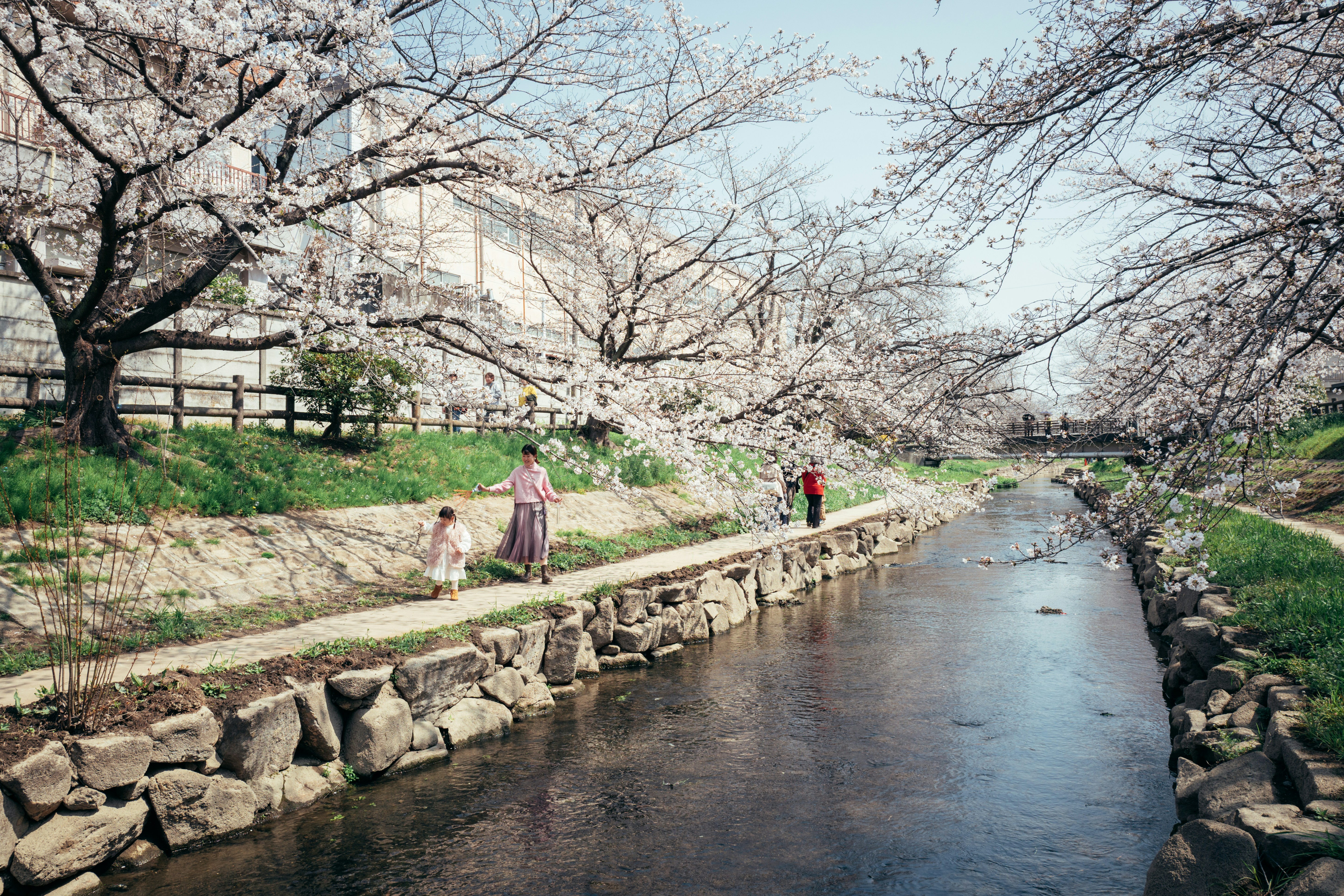 Blossoming trees line a tranquil river as figures walk along a stone embankment, a serene village scene with soft morning light.