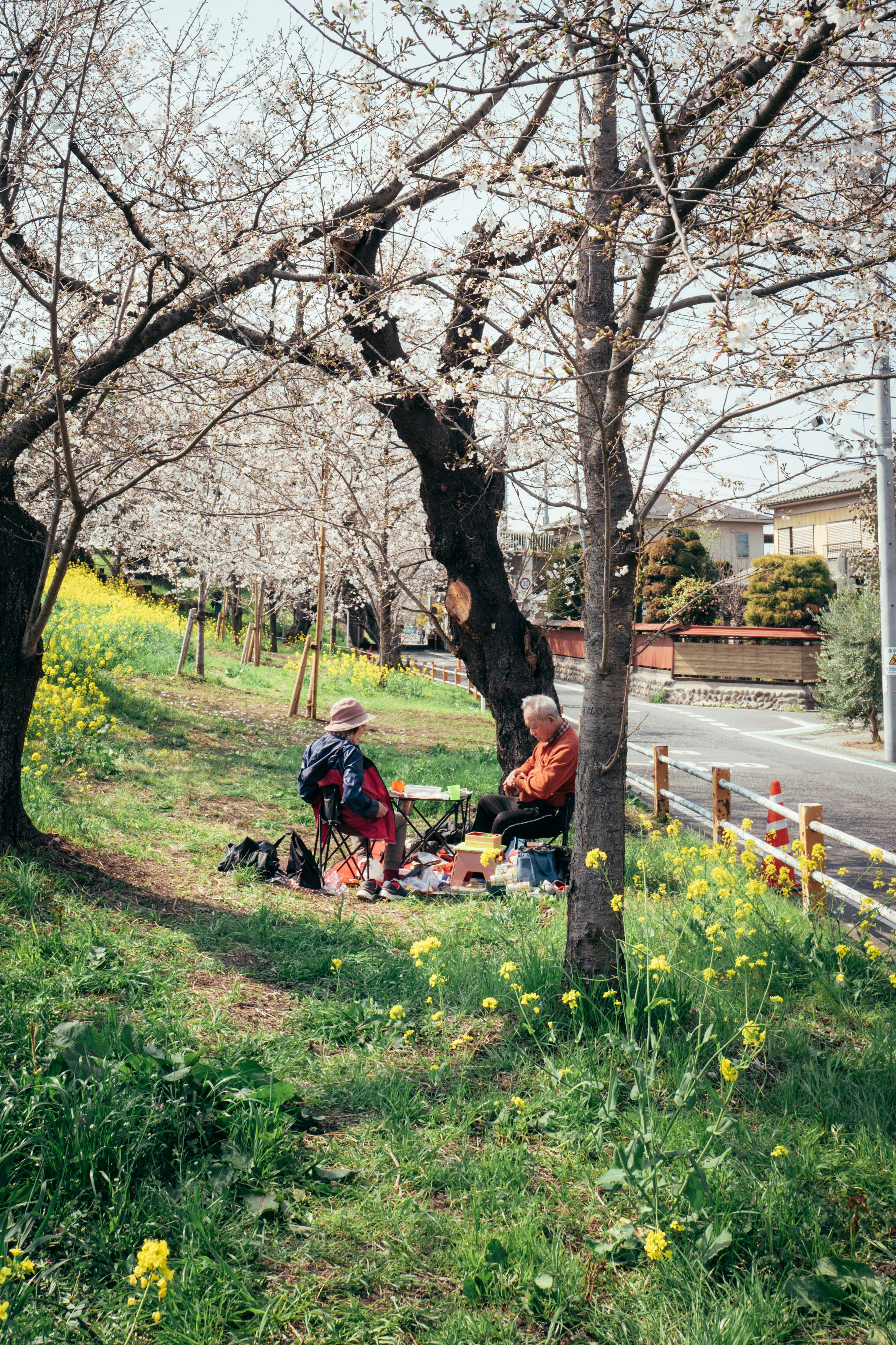 Two Quiet Picnickers Under Cherry Blossoms by a Riverside Lane