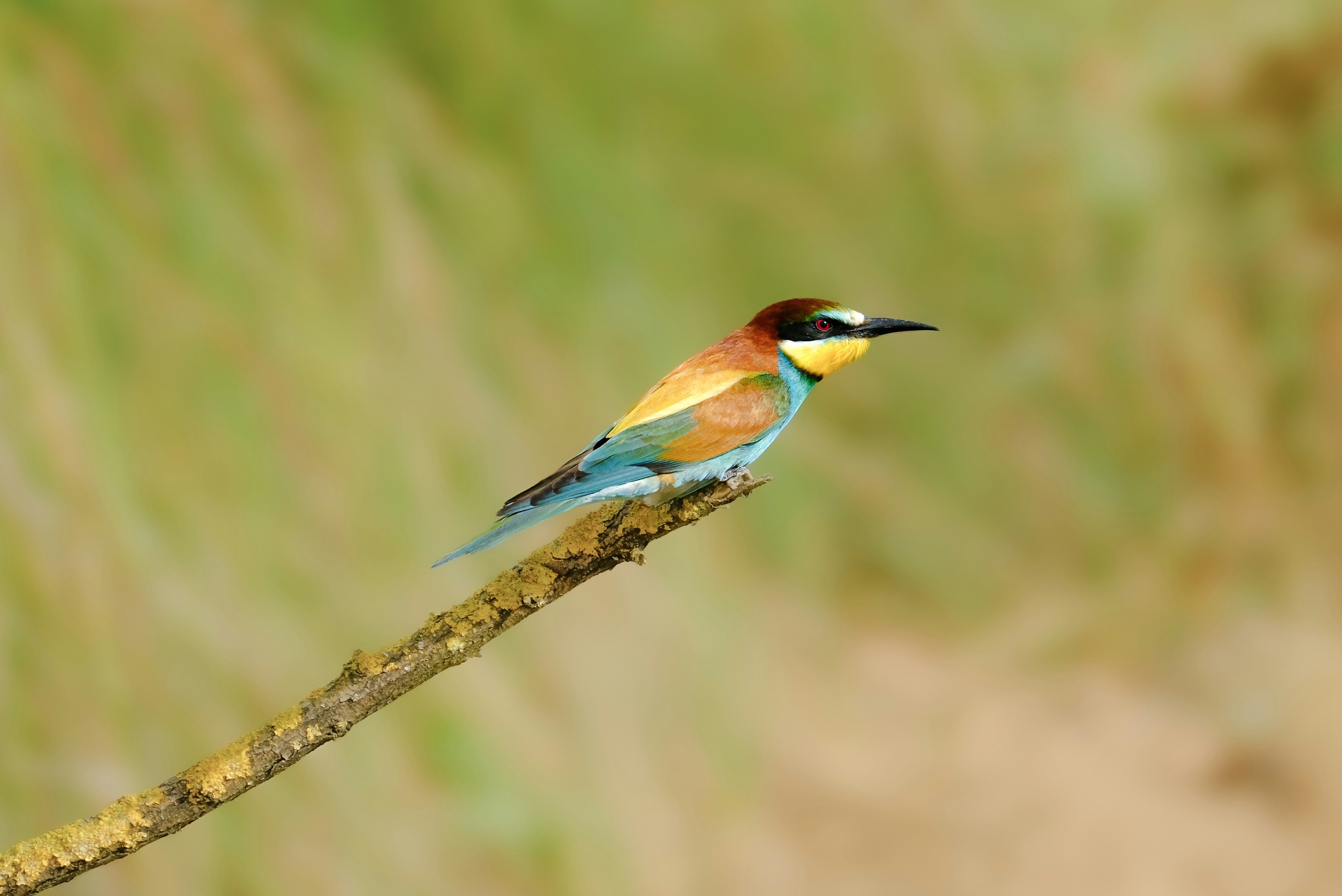 Azure Kingfisher on a Mossy Branch