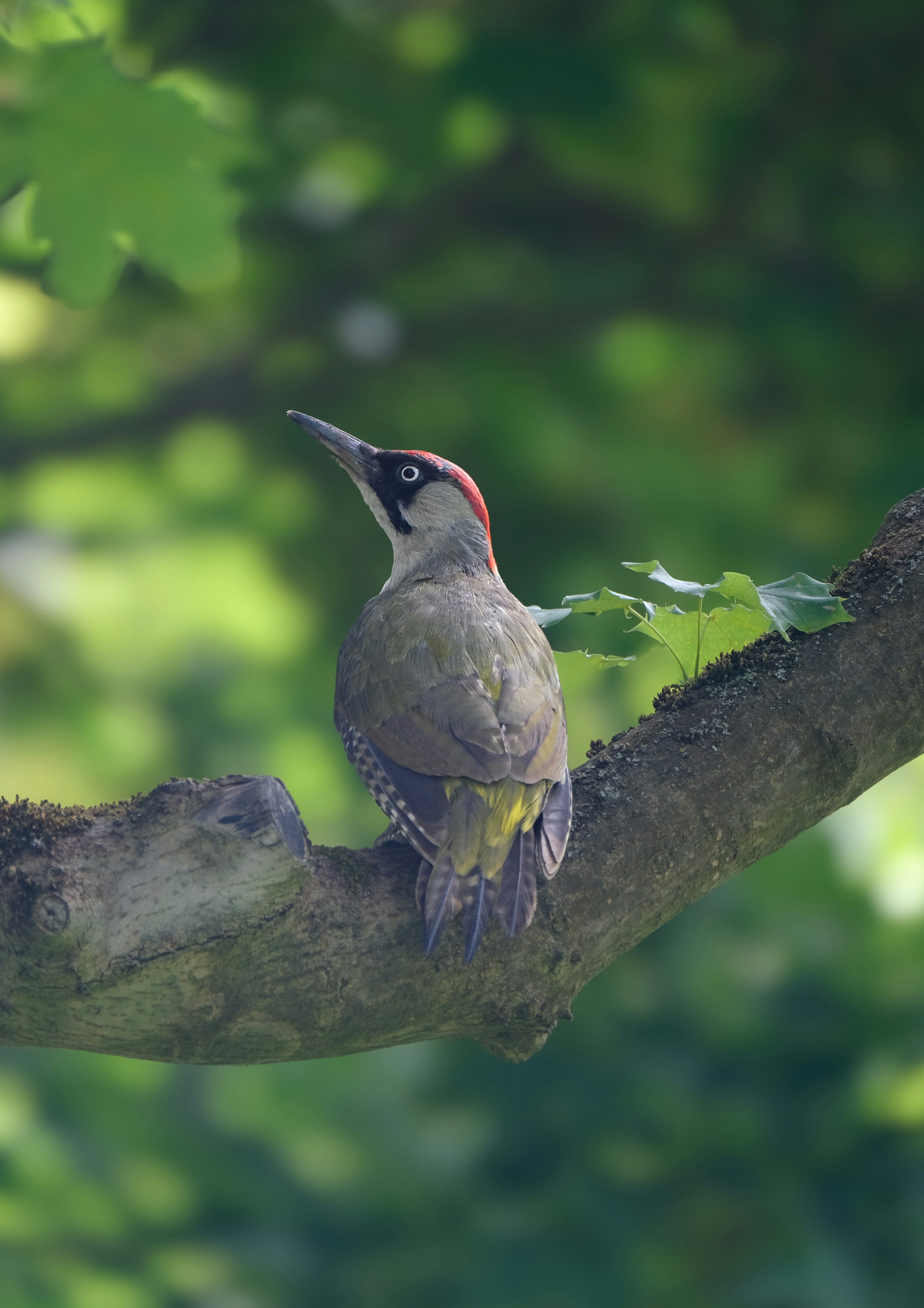 Red-crowned Woodpecker on a Sunlit Branch