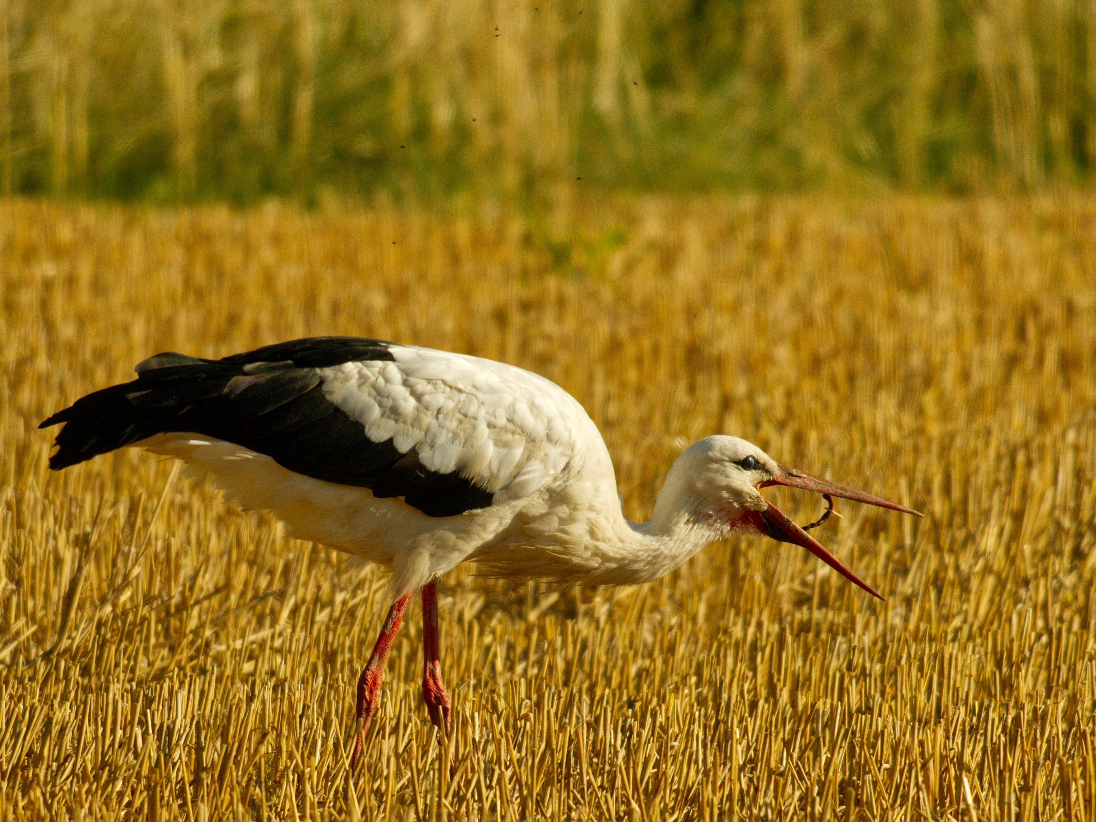 White stork-like heron pokes through tall golden stubble with beak open, suggesting call or feeding action; field and distant treeline provide a simple landscape context. This is a natural photograph (no drawing or painting).