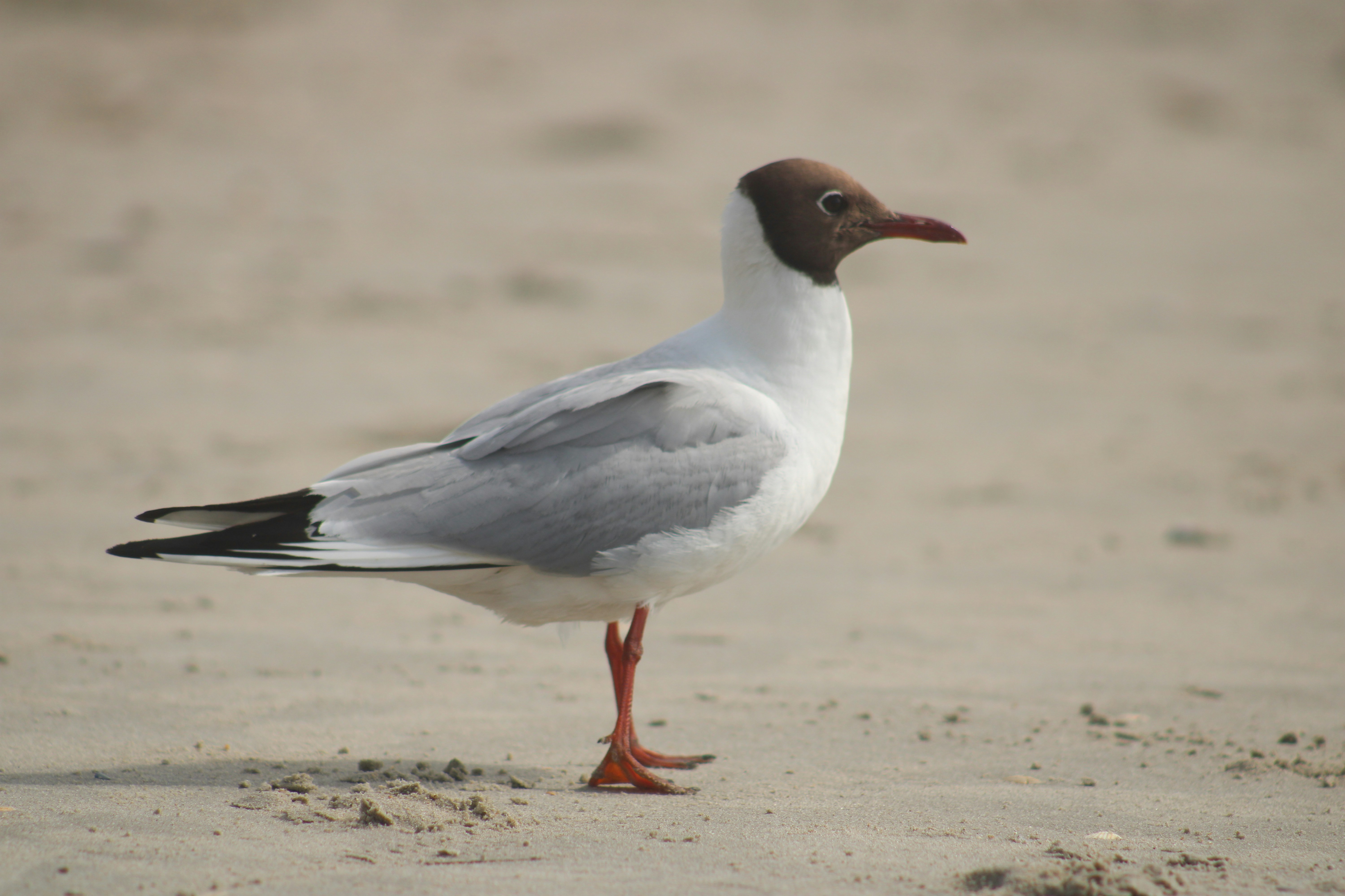A black-headed gull stands on a sandy beach.