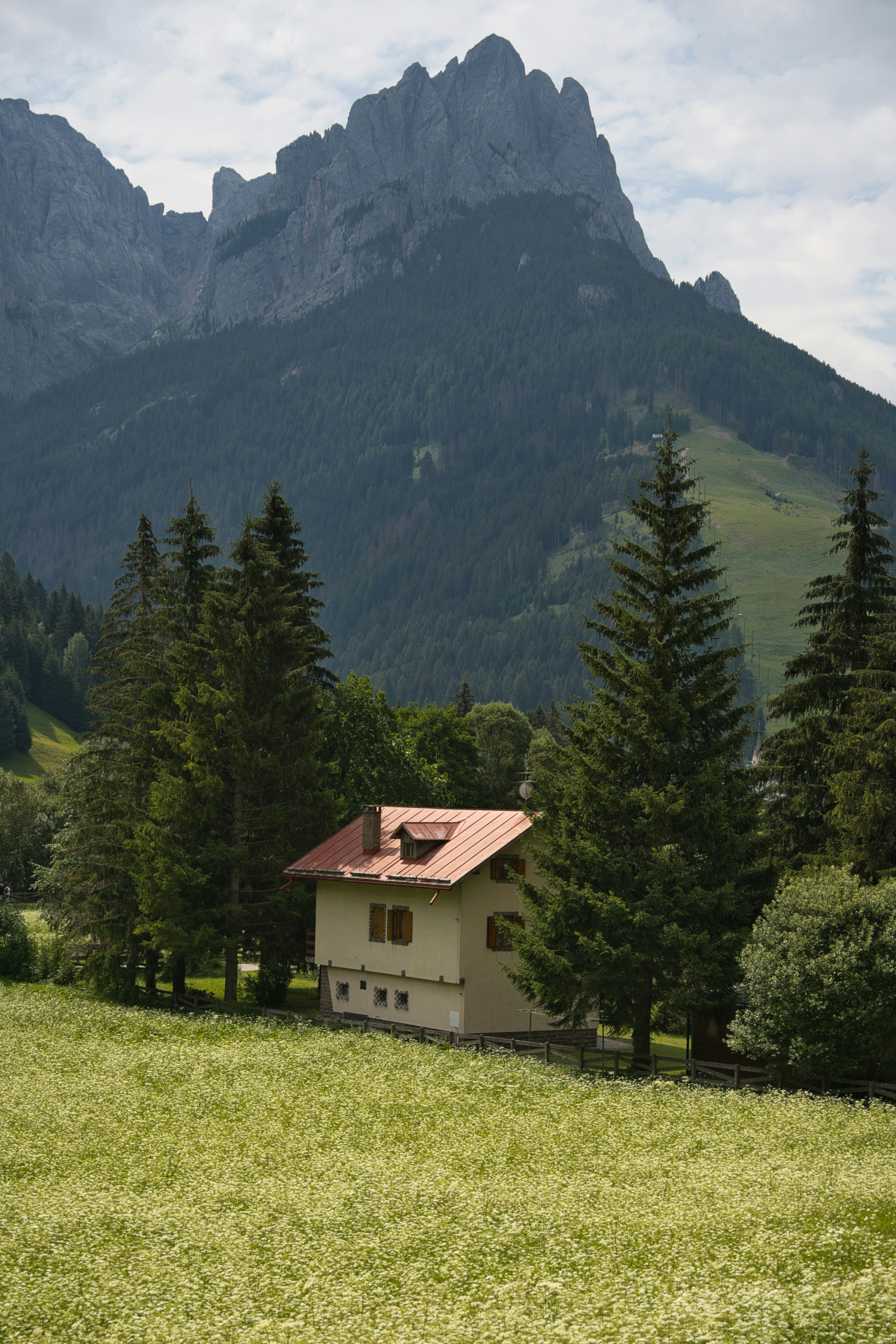 Mountain Haven: A Quiet Farm Beneath Towering Pines