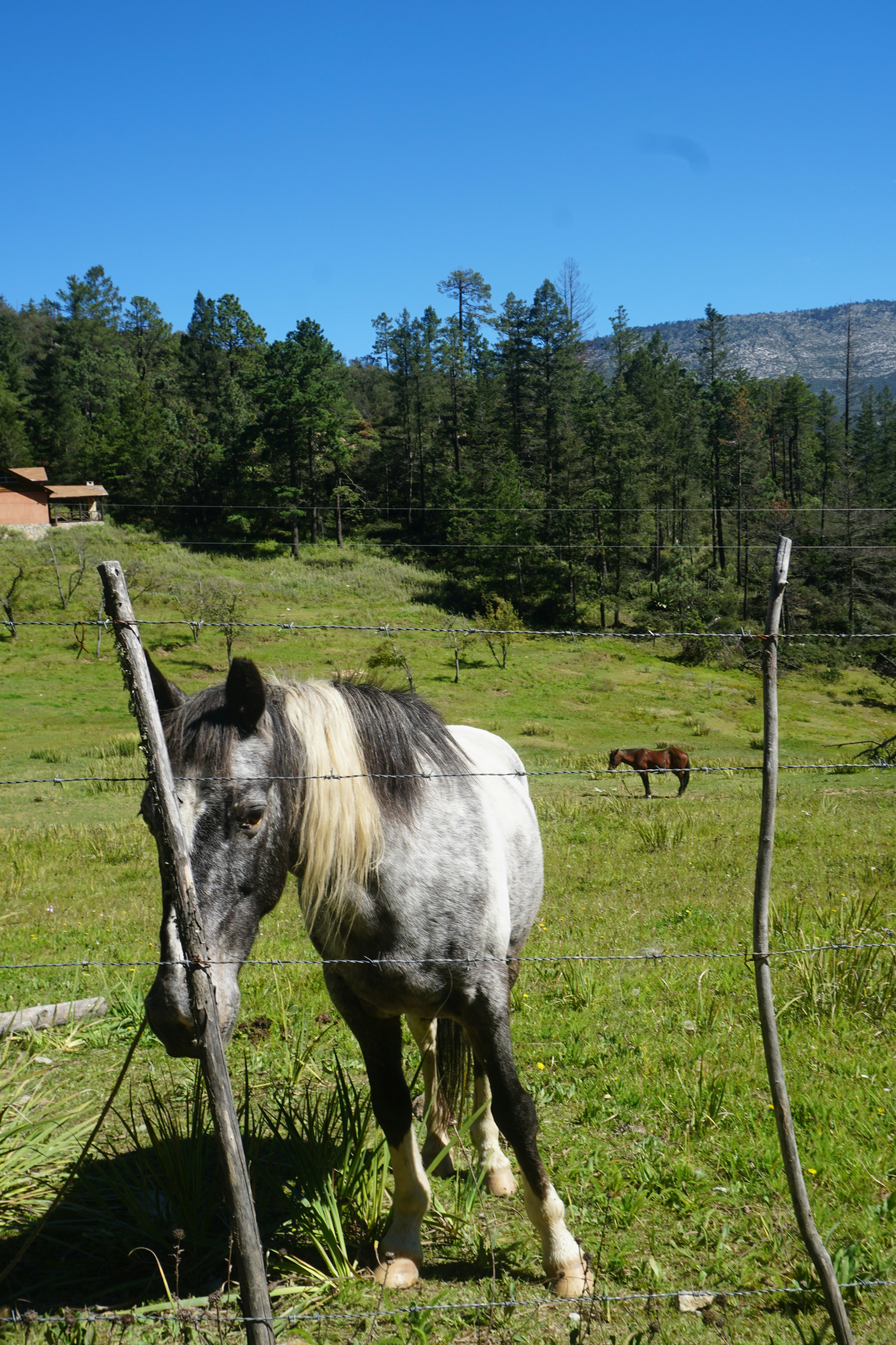 Gray stallion at pasture, barbed-wire fence and pine forest backdrop