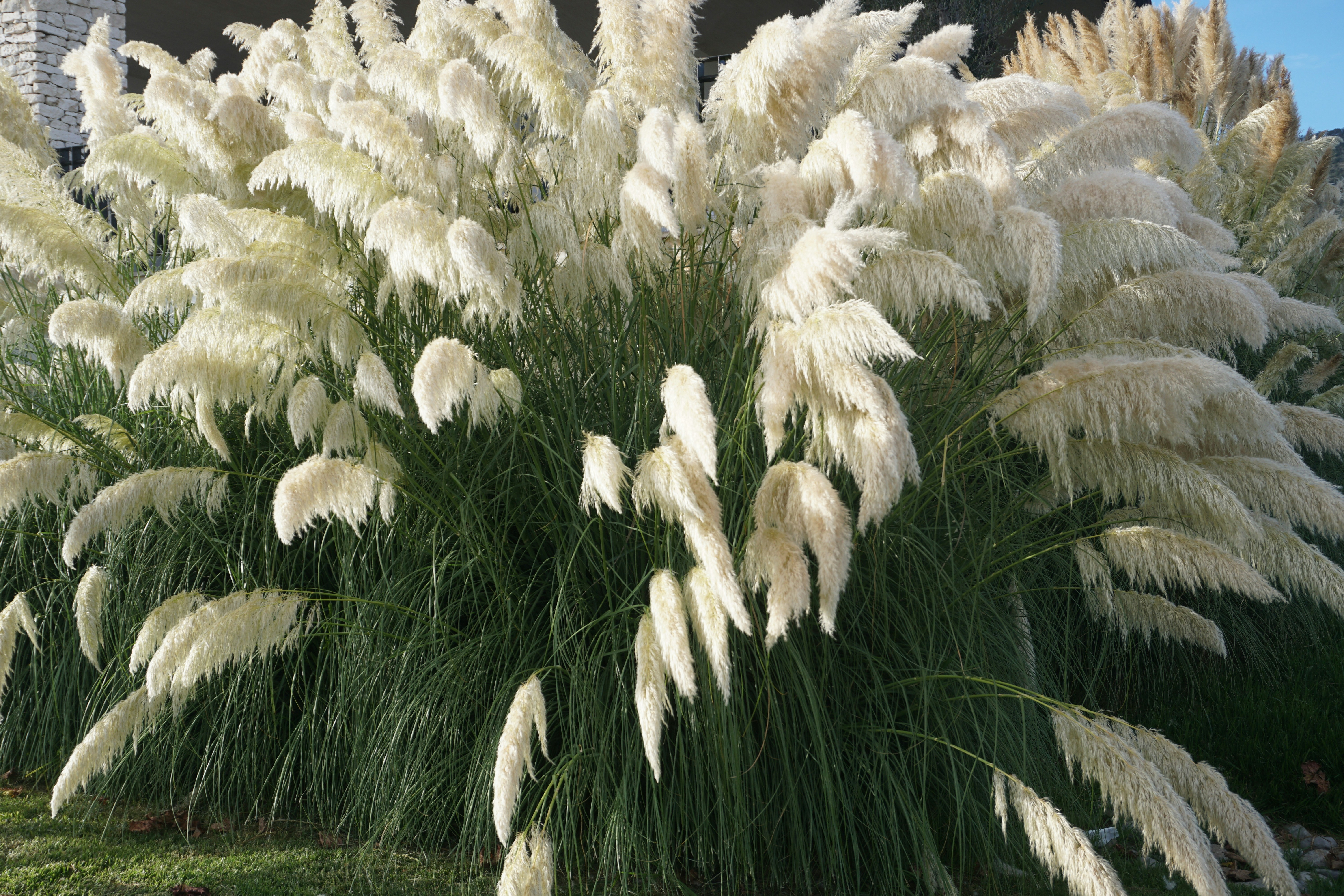 Flaming Plume Grass in Full Display