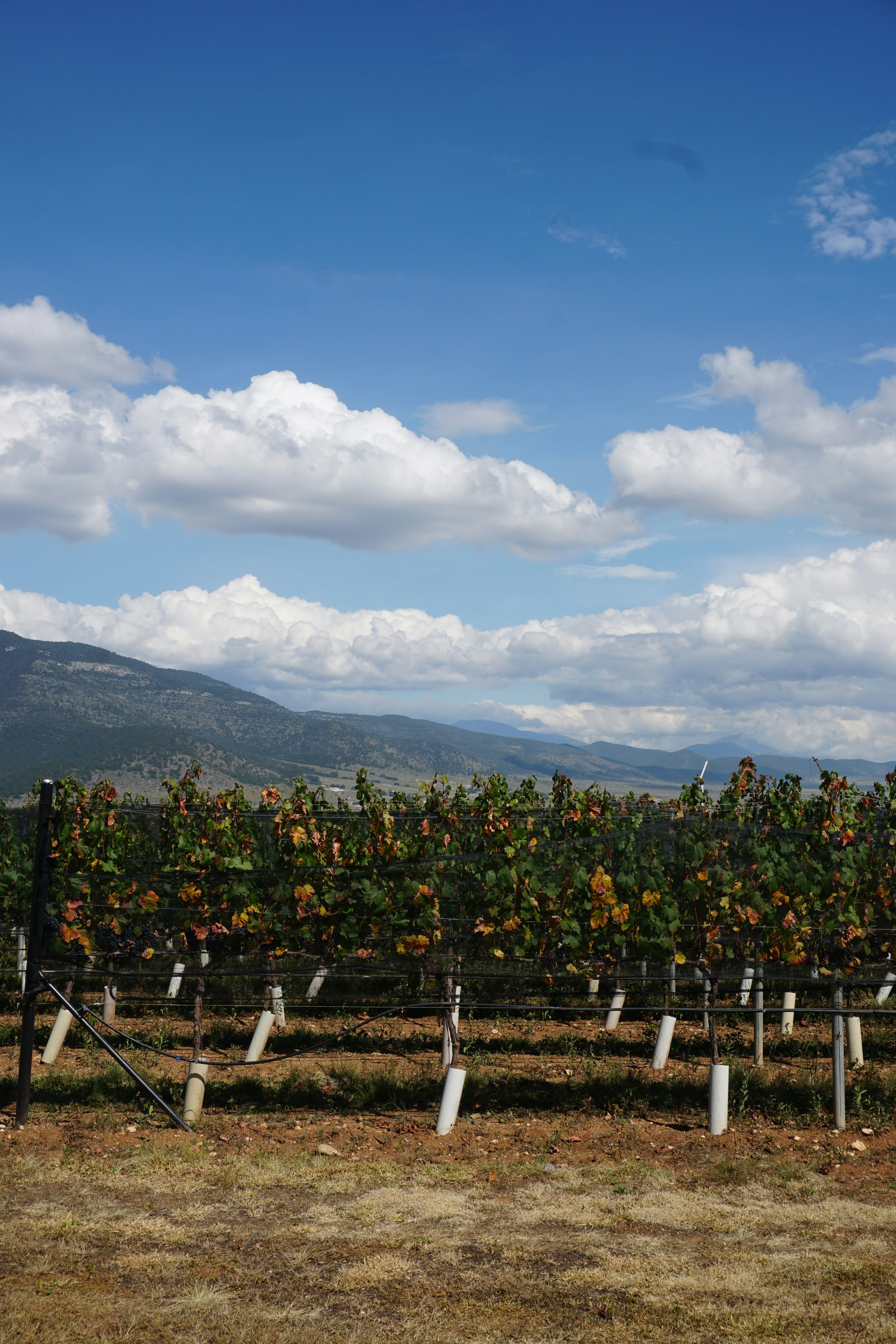 Vineyard Horizon Under A Woven Sky