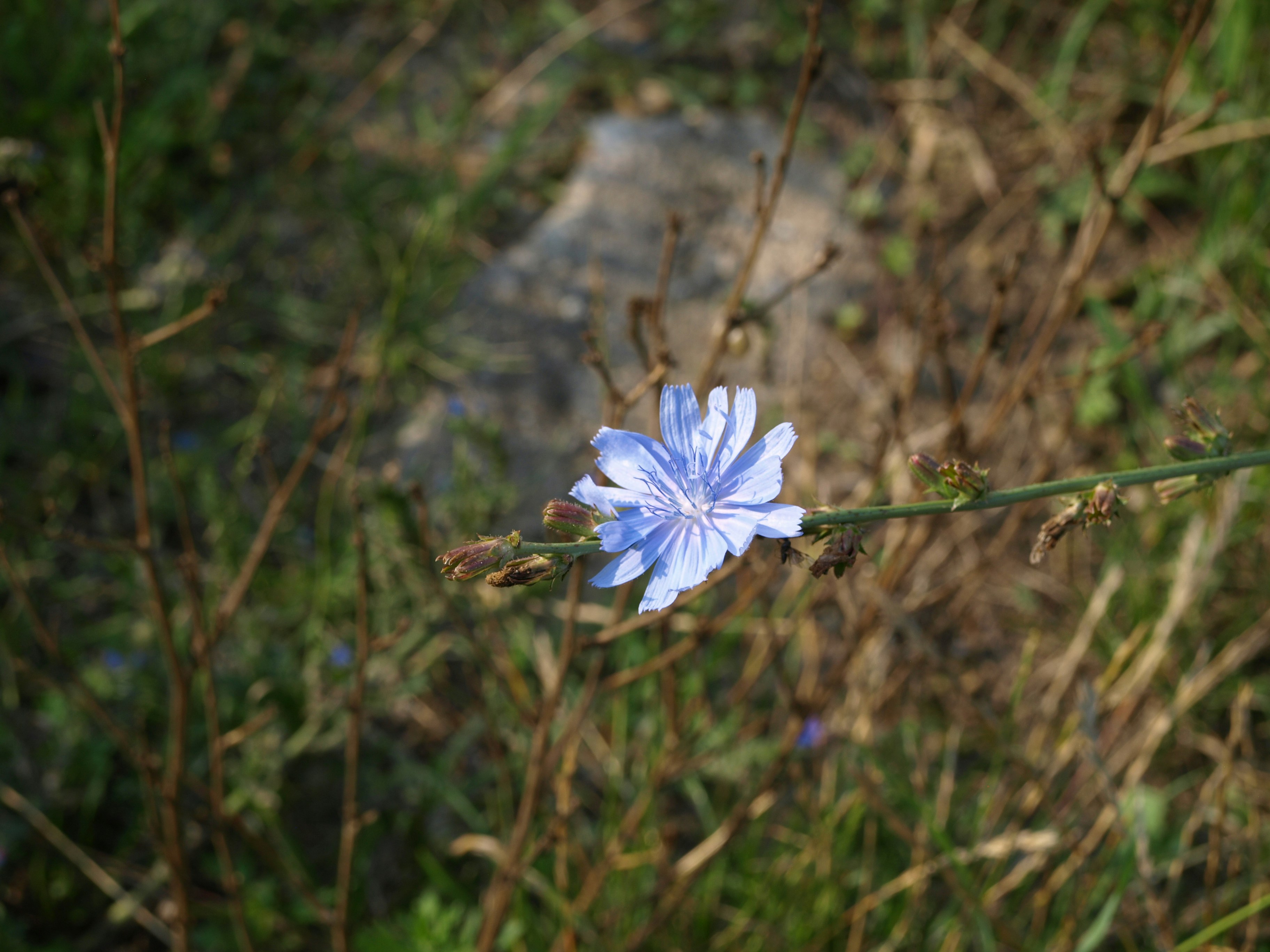 Azure bloom on a sunlit twig amid a tangle of meadow stalks