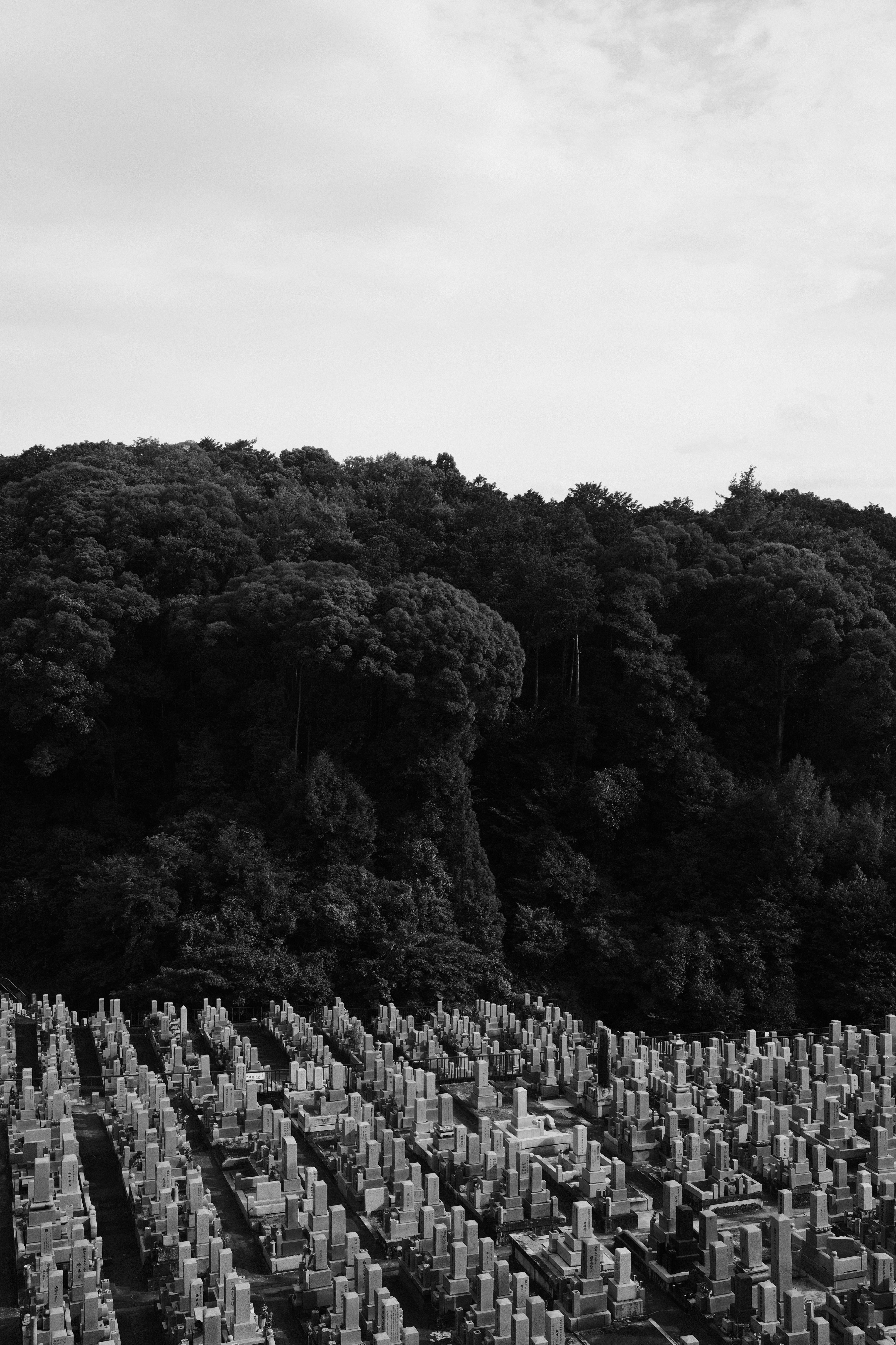Cemetery of Stone Spires under a Woven Forest