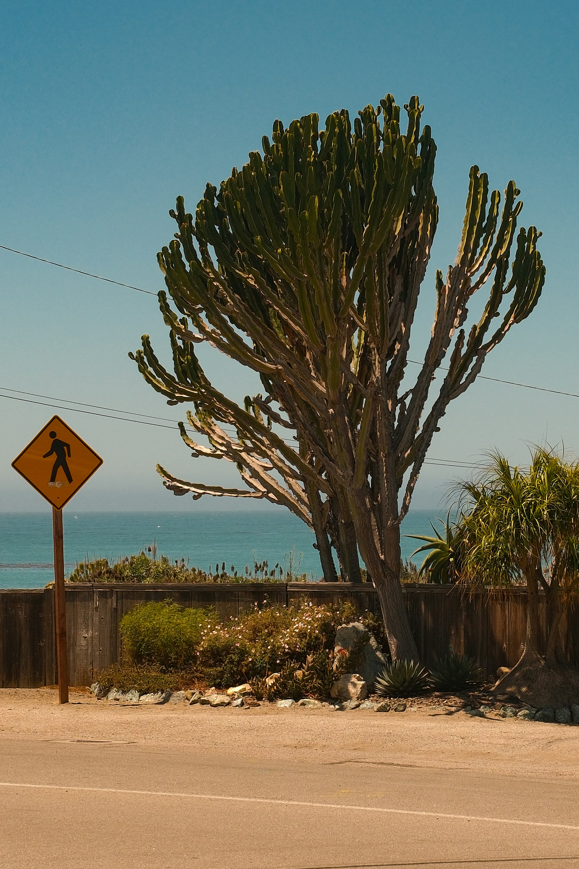 Coastal Cactus Sentinel by the Sea