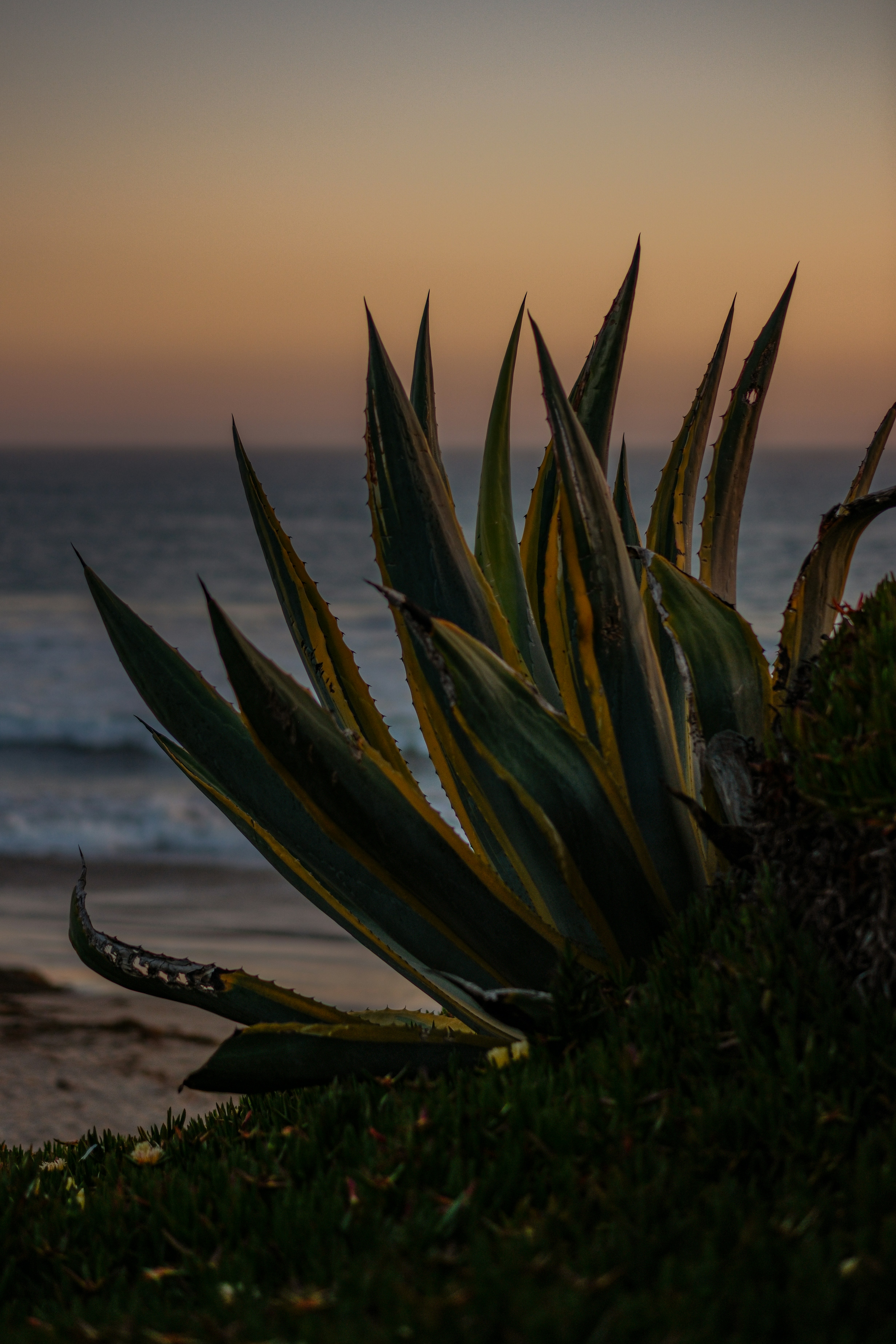 Succulent leaves frame a coastal sunset, with warm sky tones and a dark foreground. The composition emphasizes the plant against the ocean horizon, suitable for a nature or landscape feature.