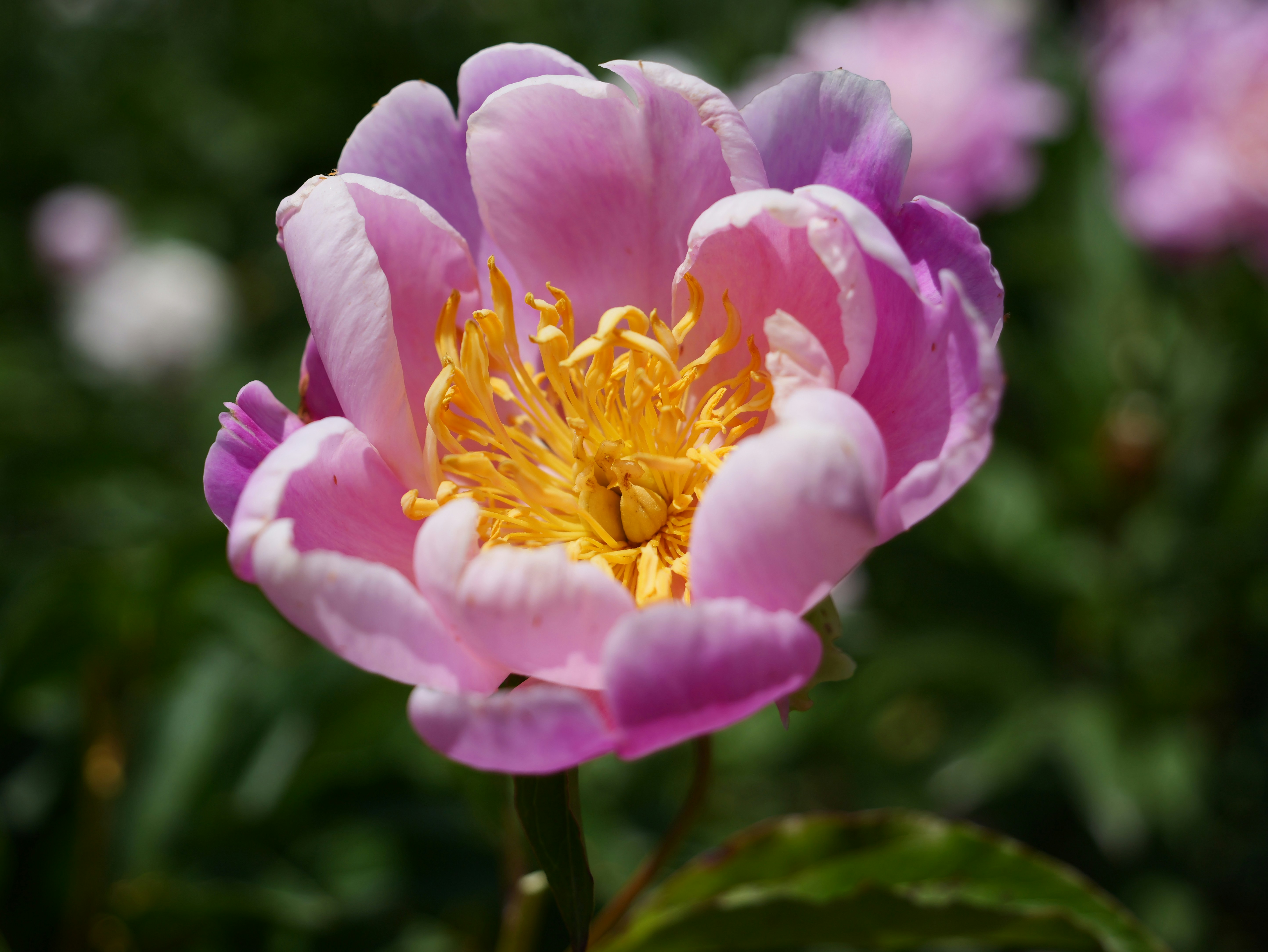 Petal Crown: a pink peony unfurls its golden heart