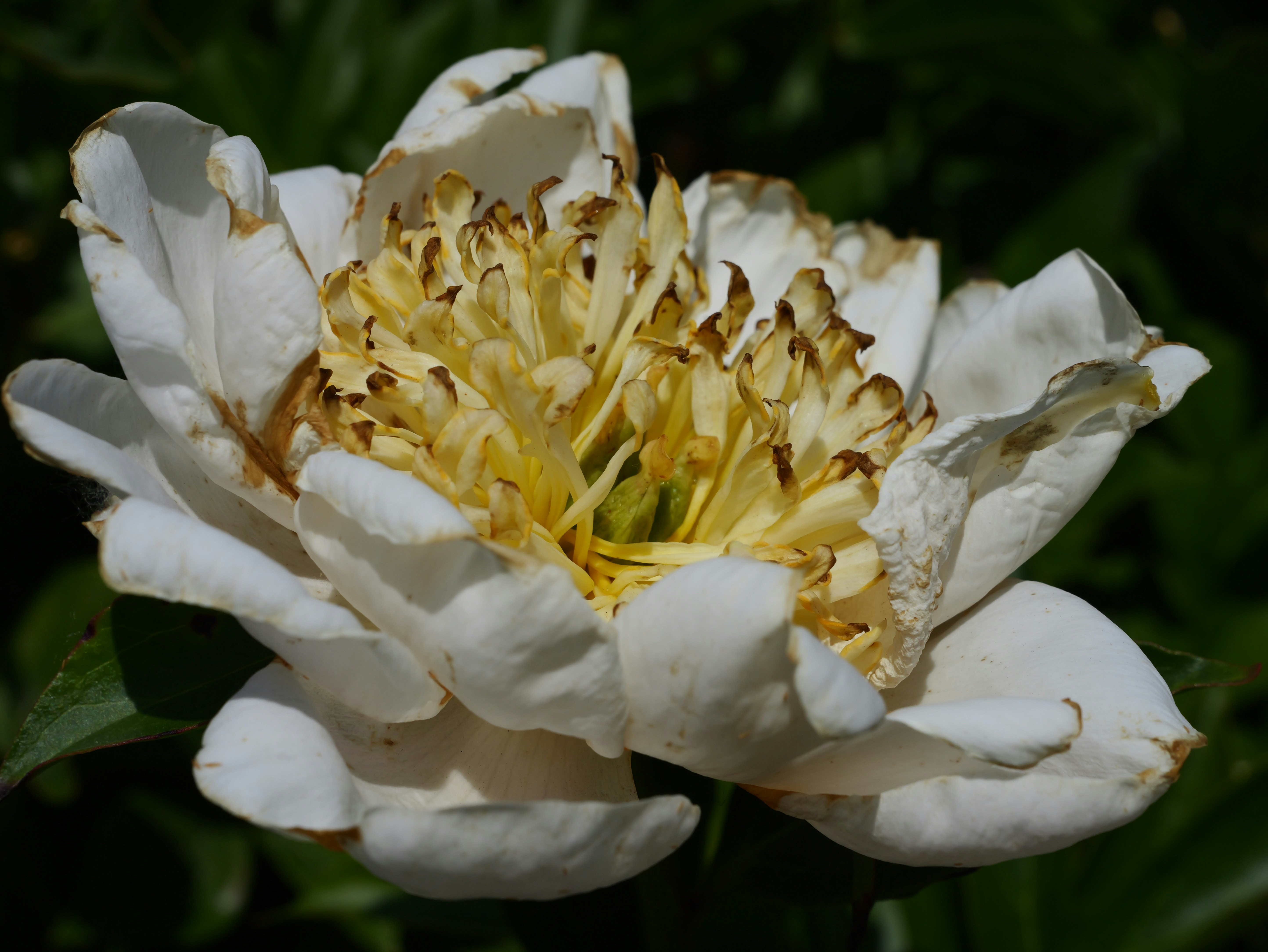 White Peony in Bloom: Soft Light and Sharp Detail