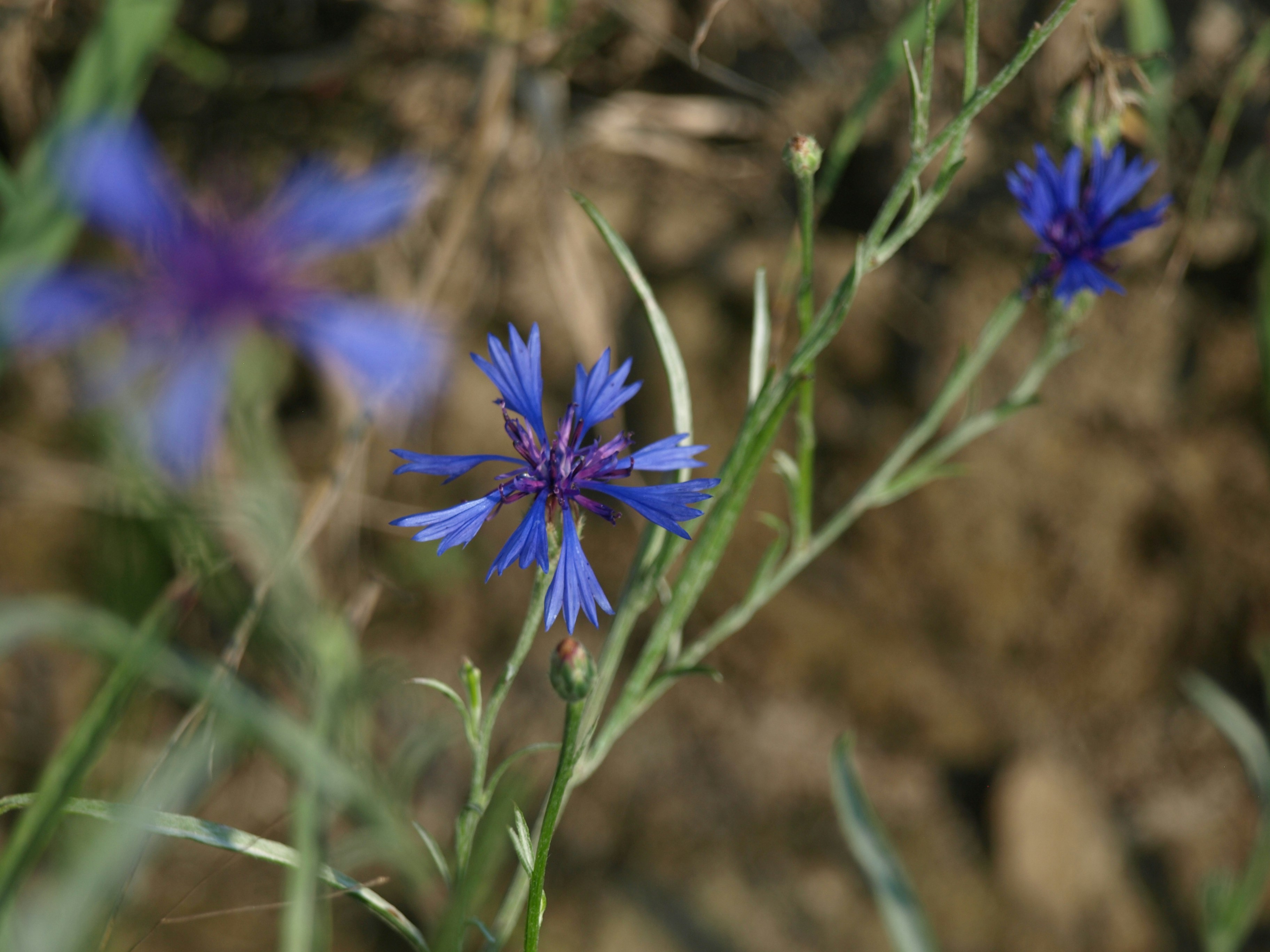 Azure Bloom in a Winding Stem: A Quiet Study of Wildflowers