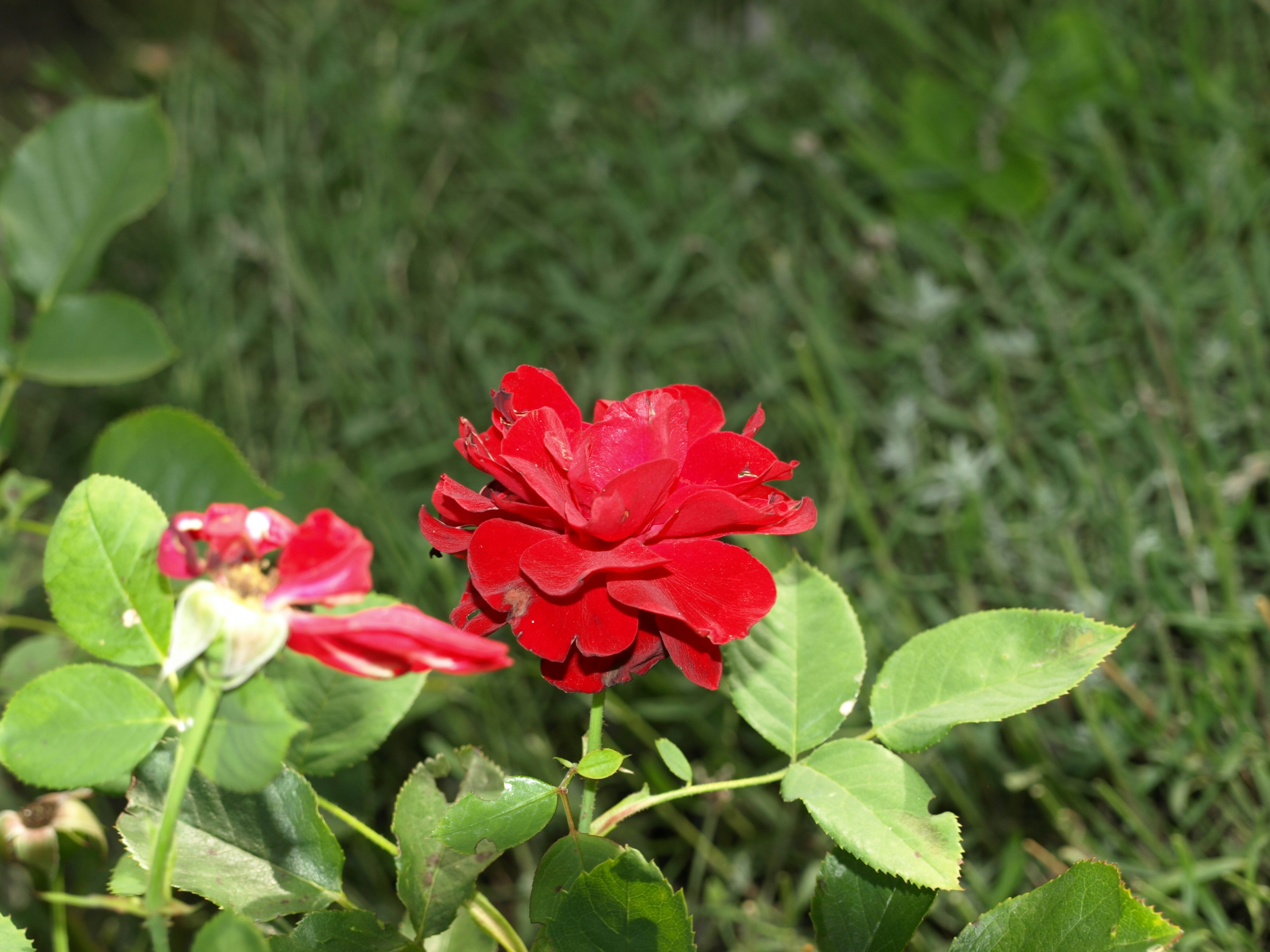 Crimson Rose in a Quiet Green Meadow