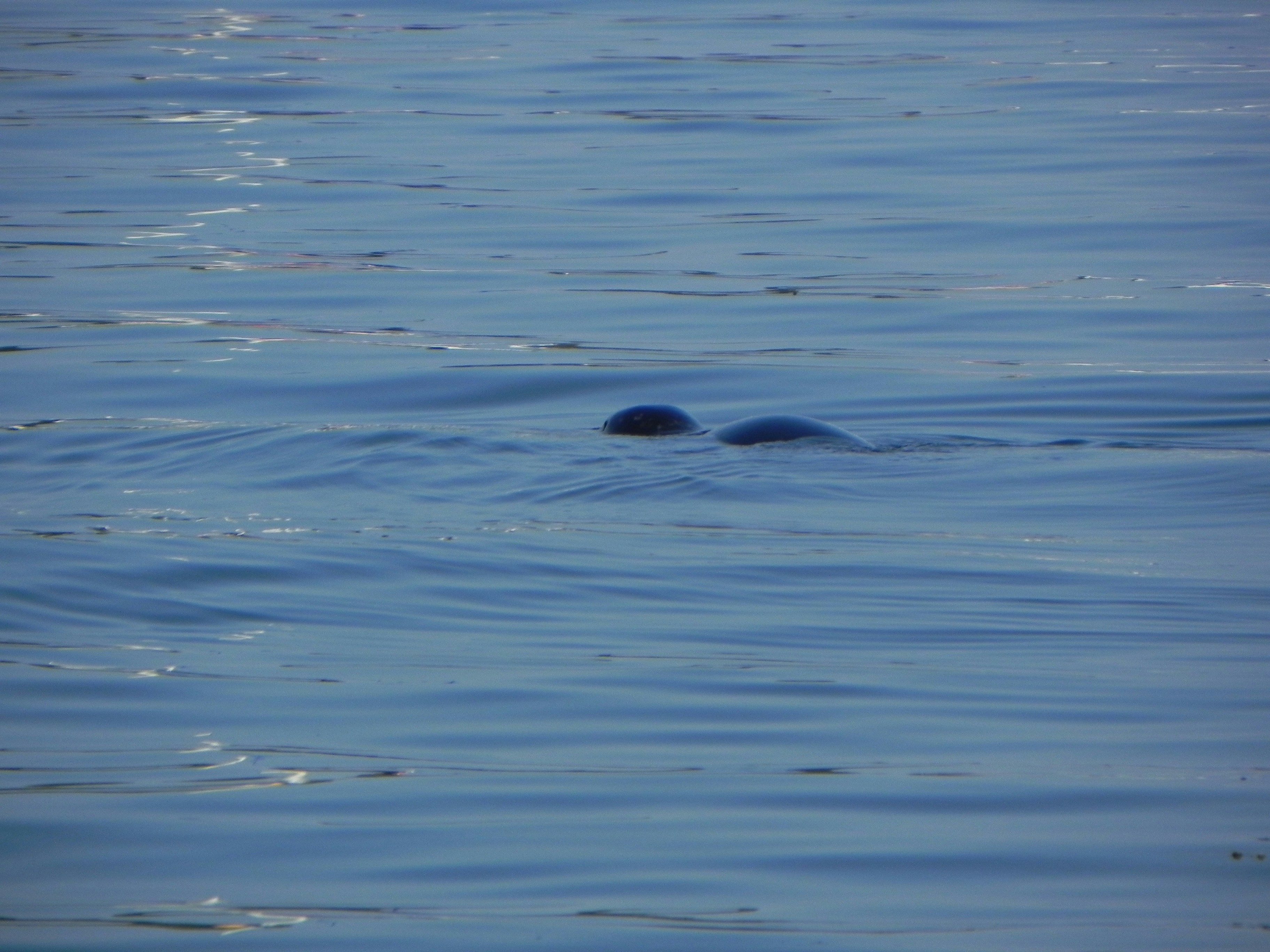 Two dark shapes barely protrude from calm blue water, suggesting a distant wildlife presence or abstract form in a tranquil aquatic scene.