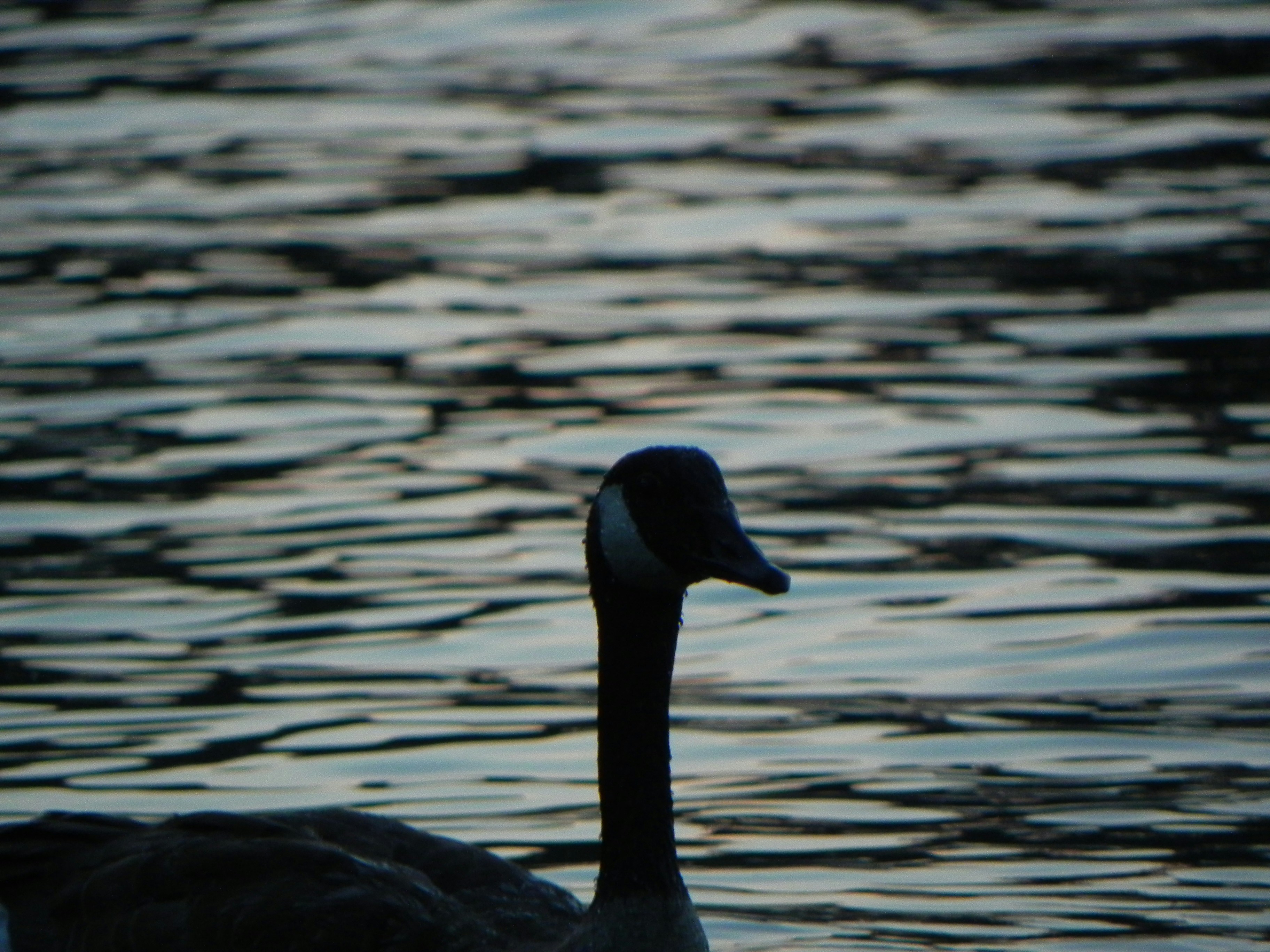 Low-contrast silhouette of a duck on a softly rippling pond at twilight, with abstract reflections across the water surface.