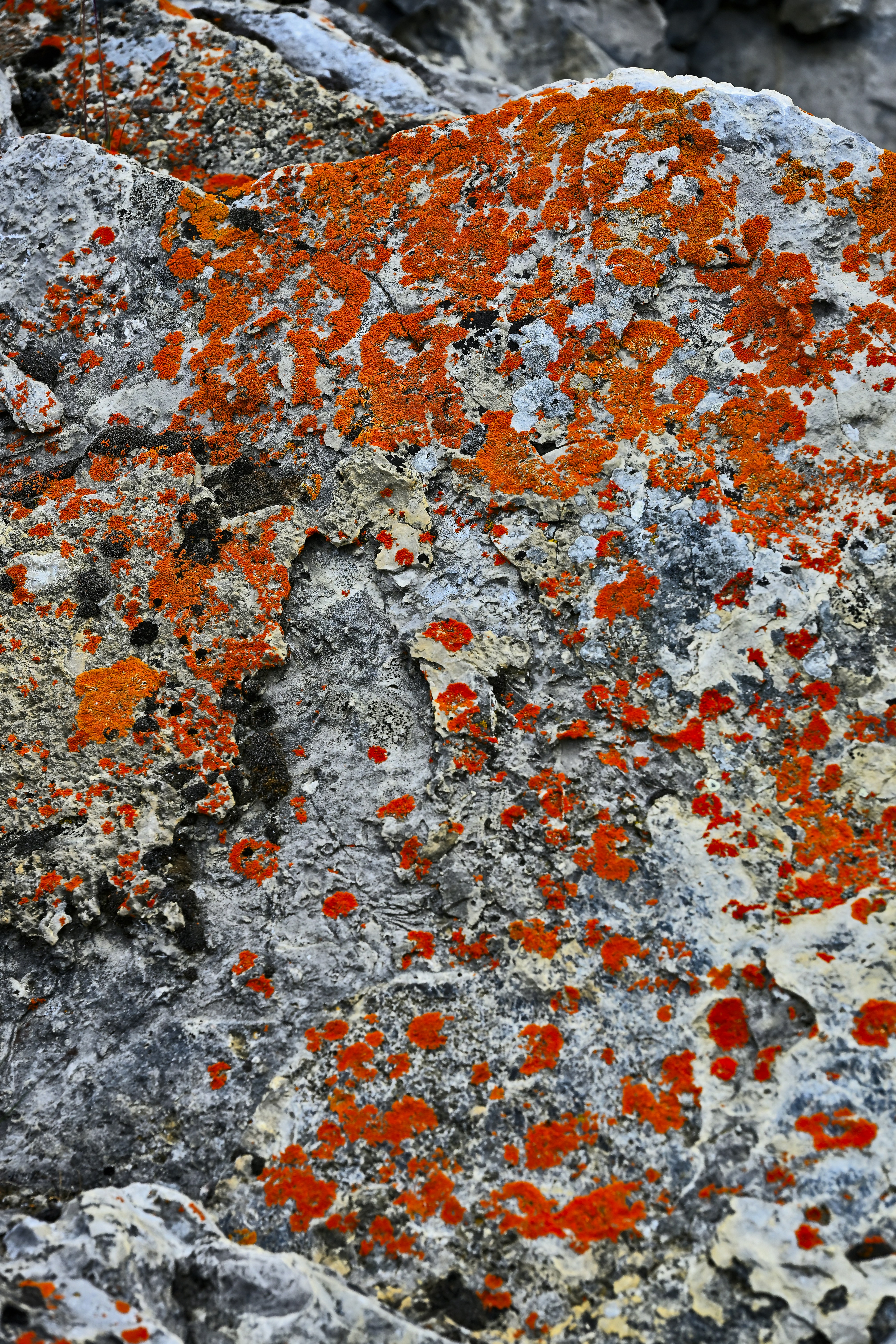 Orange lichen on rugged rock face after rain