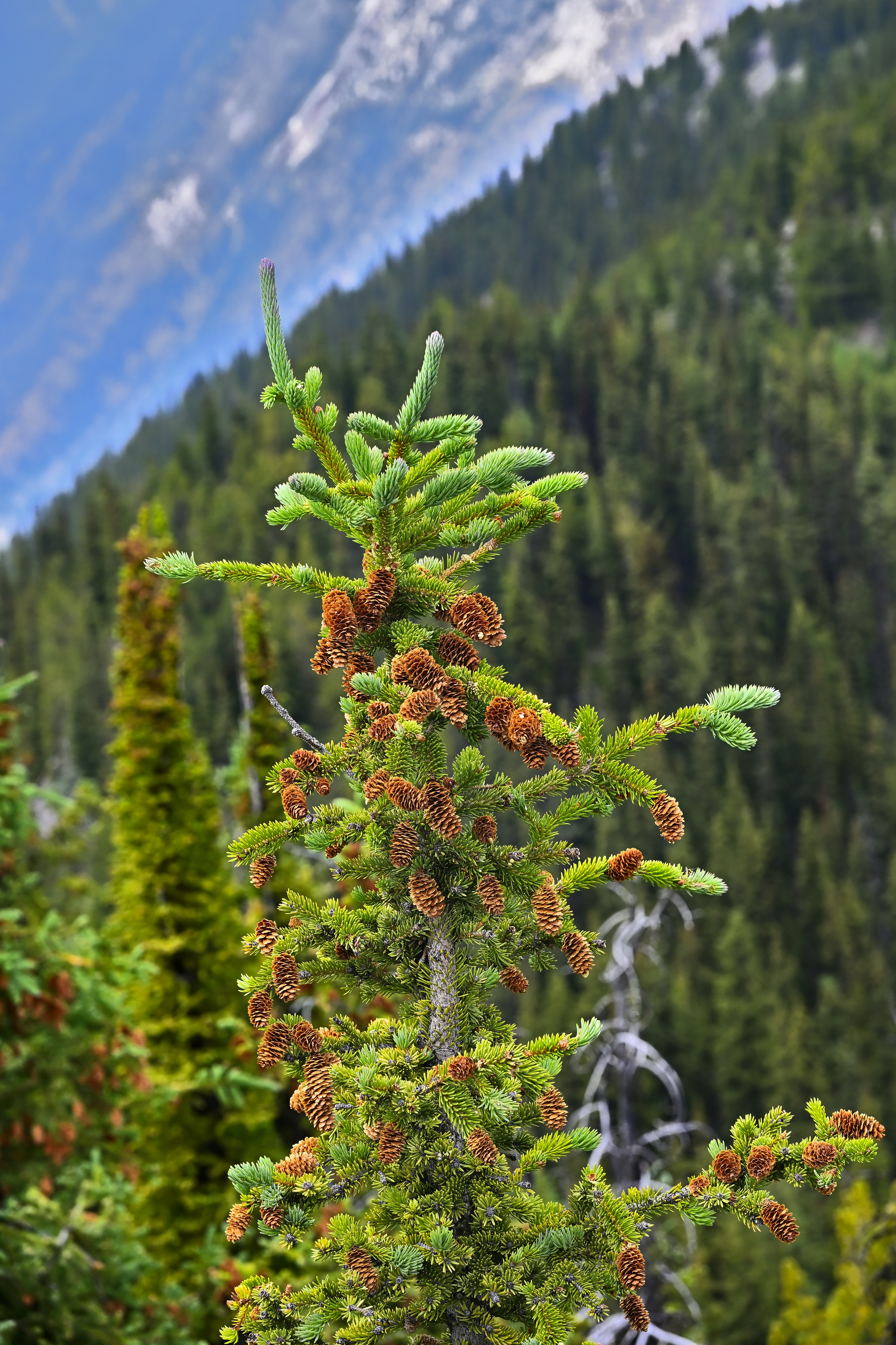 Sprouting Pine Cone Portrait Against Alpine Backdrop