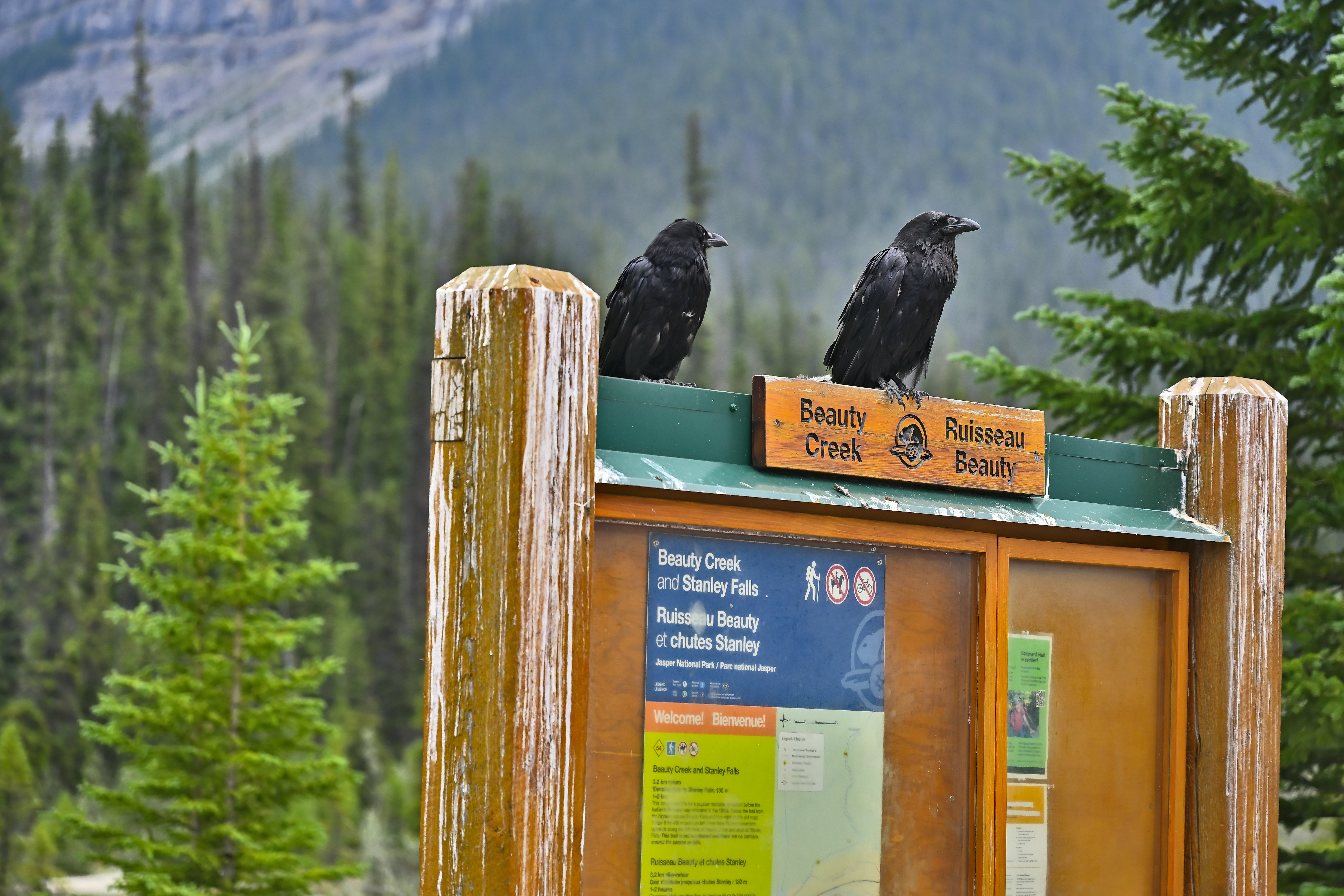 Crows of the Trailhead: Watchers on a Signboard