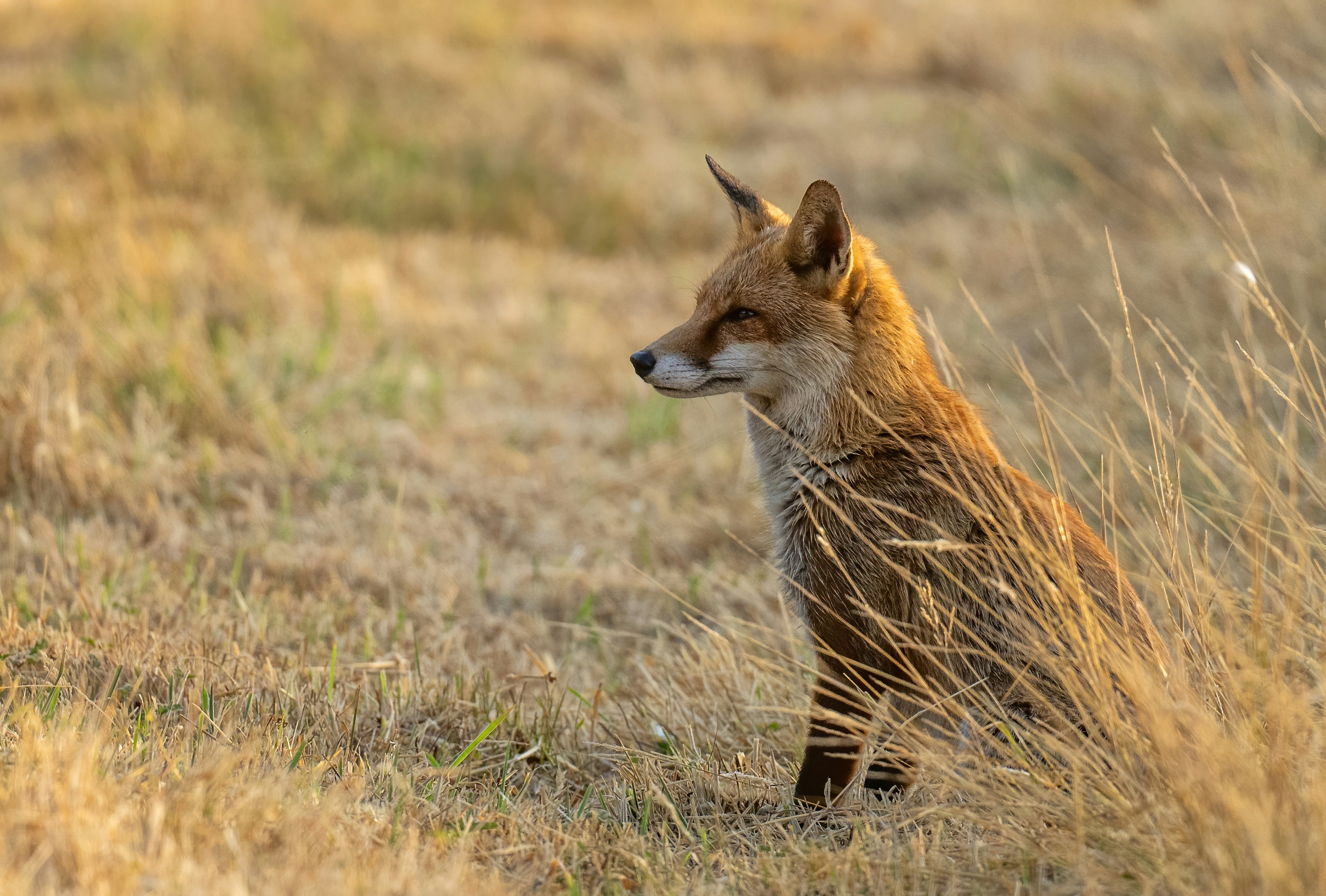 Silent Watcher in Golden Grass