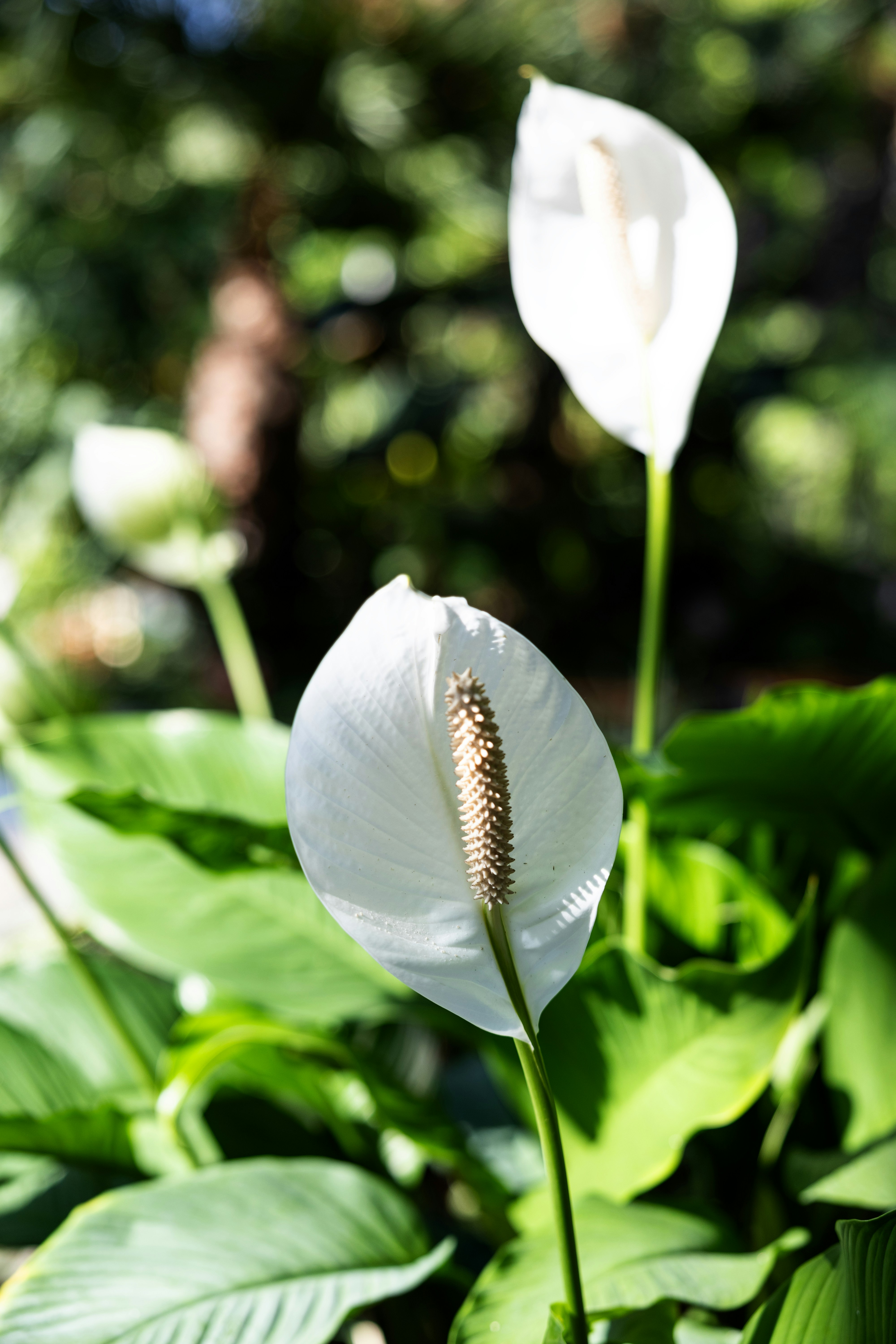 White Calla Lily in Sunlit Garden with Porcelain Petals