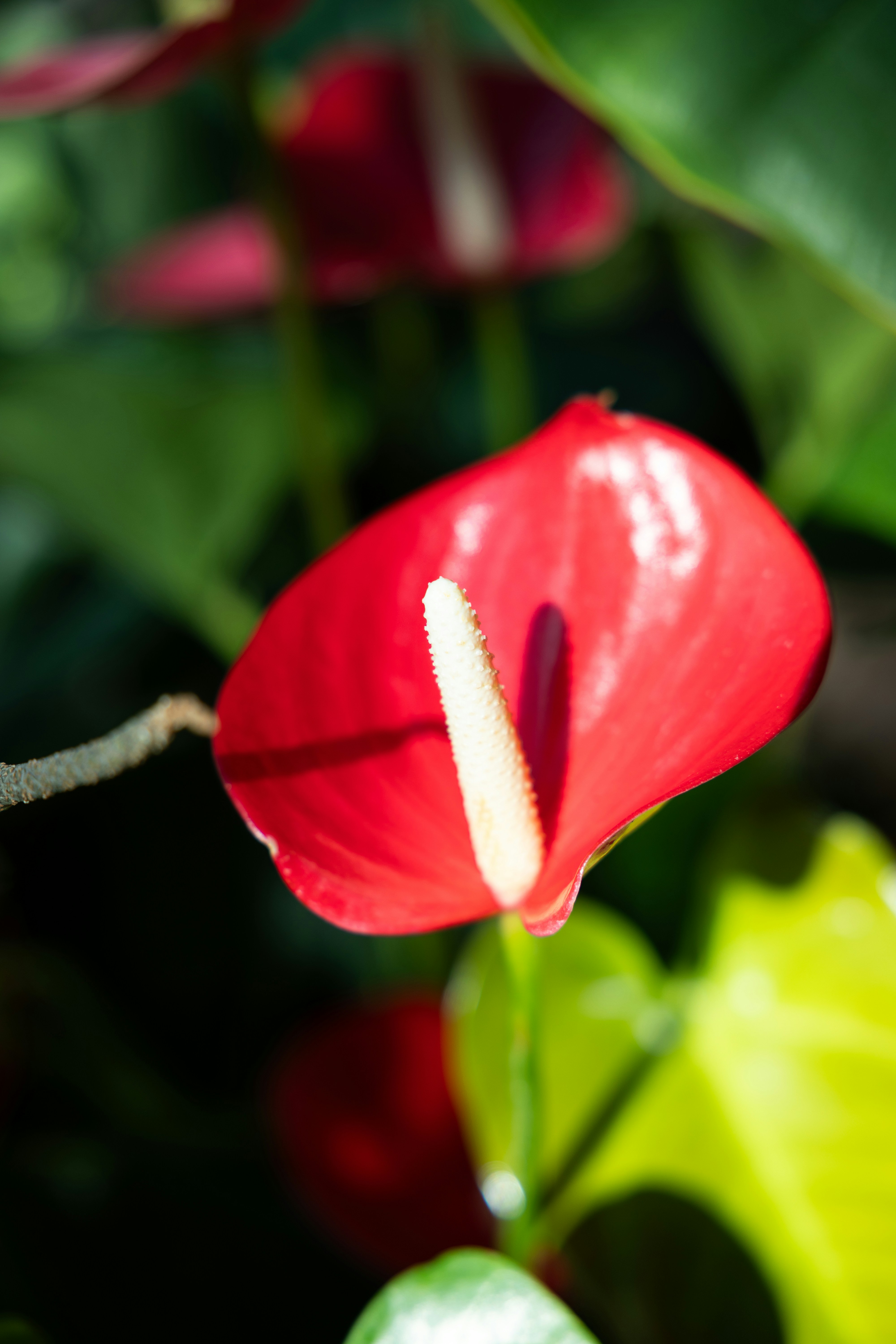 Red Anthurium Stamen in Focus Amid Lush Green Backdrop