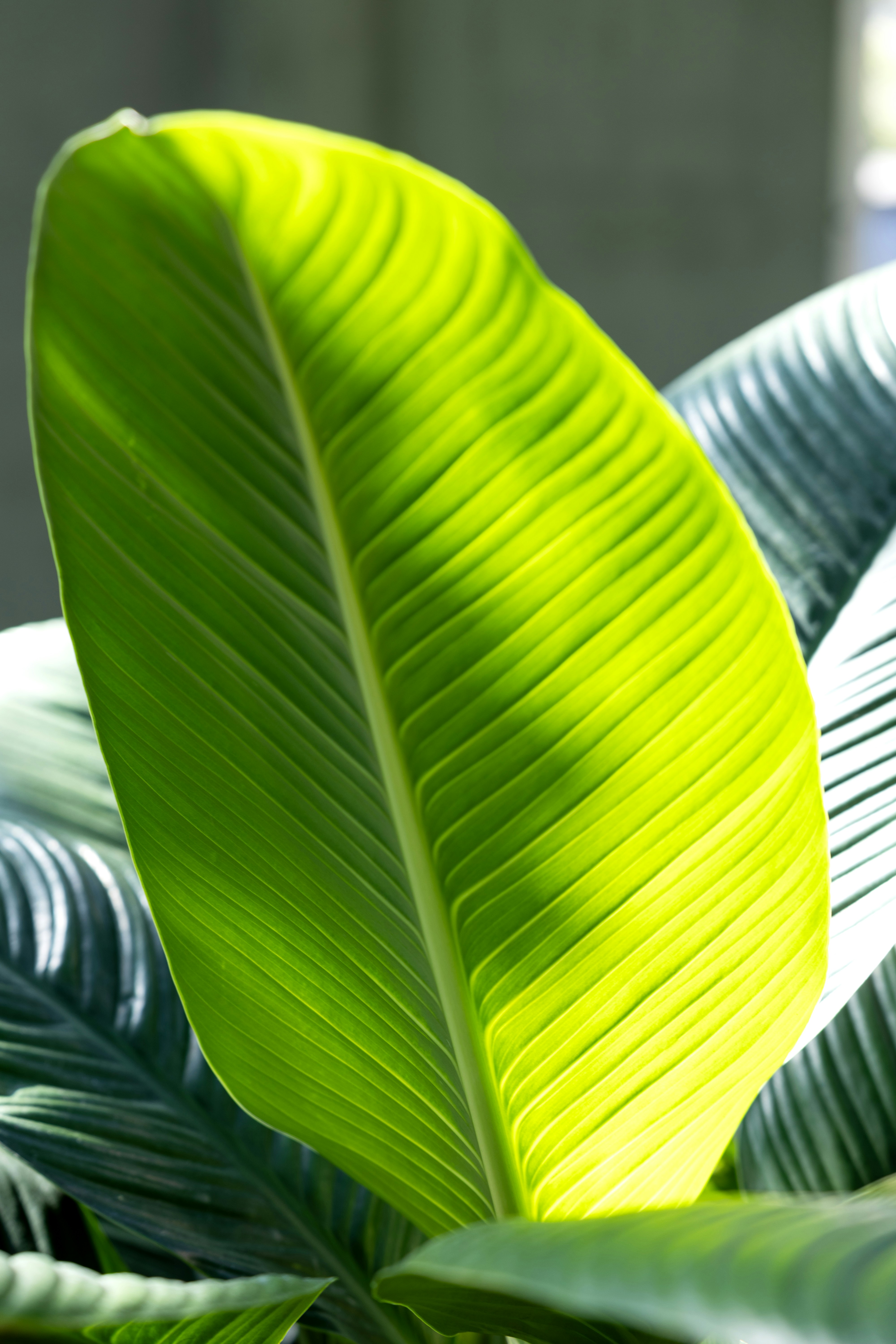 Emerald Leaf Portrait: A Vivid Banana-Leaf in Sunlit Grace