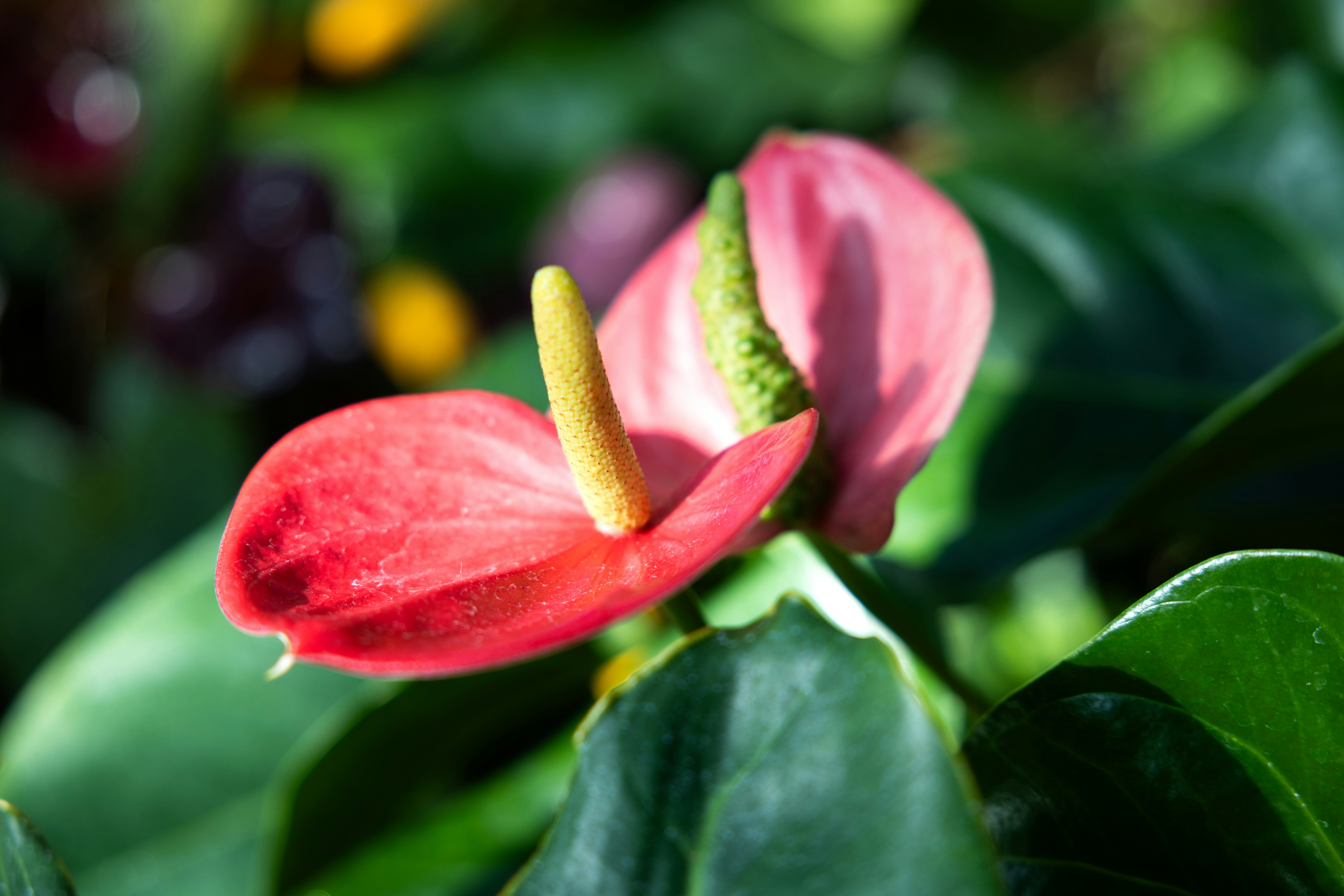 Close-up of a red anthurium bloom with yellow spadix amid glossy green leaves