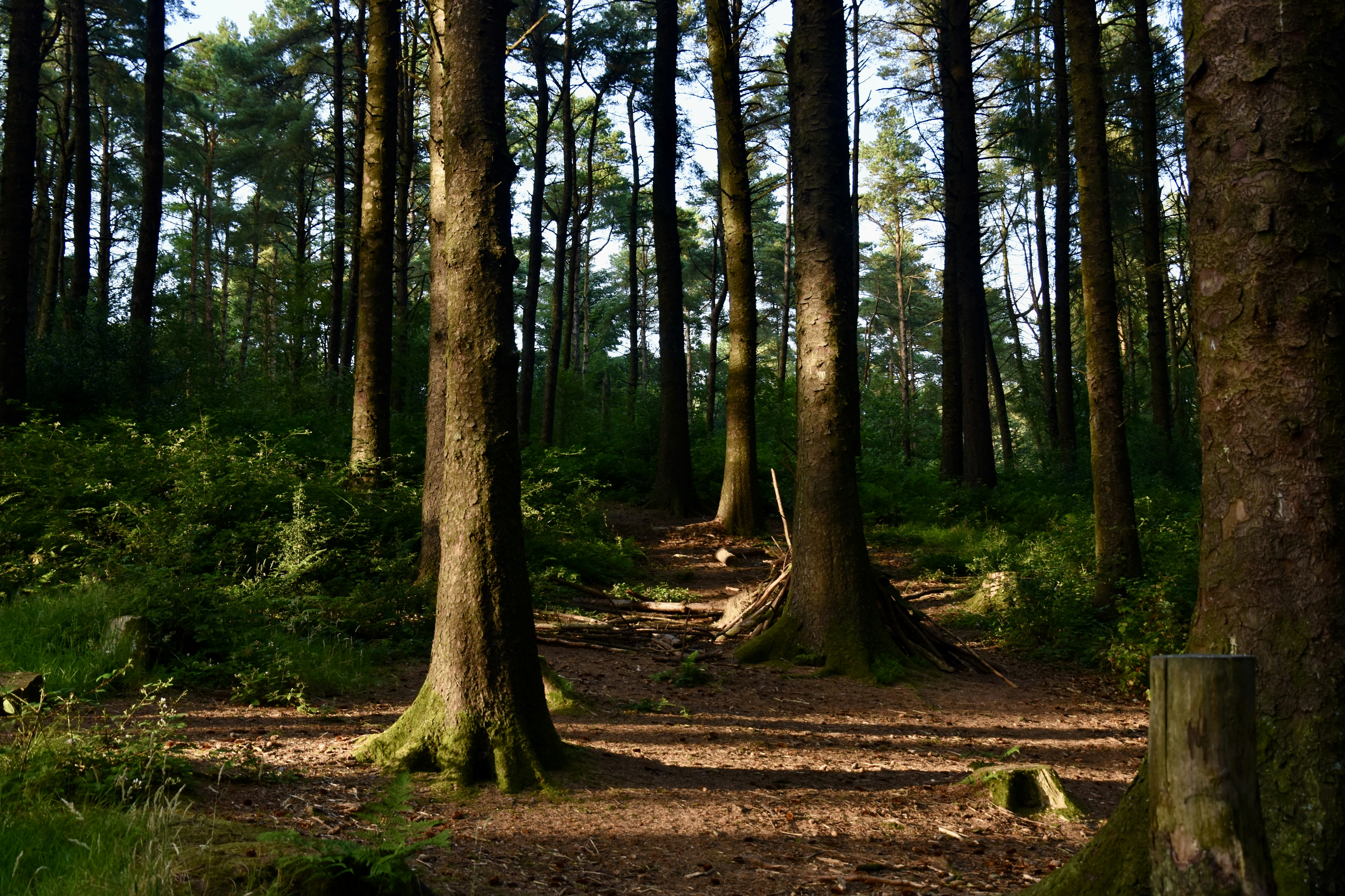 Forest Corridor: Sunlit Path Between Silent Sentinels