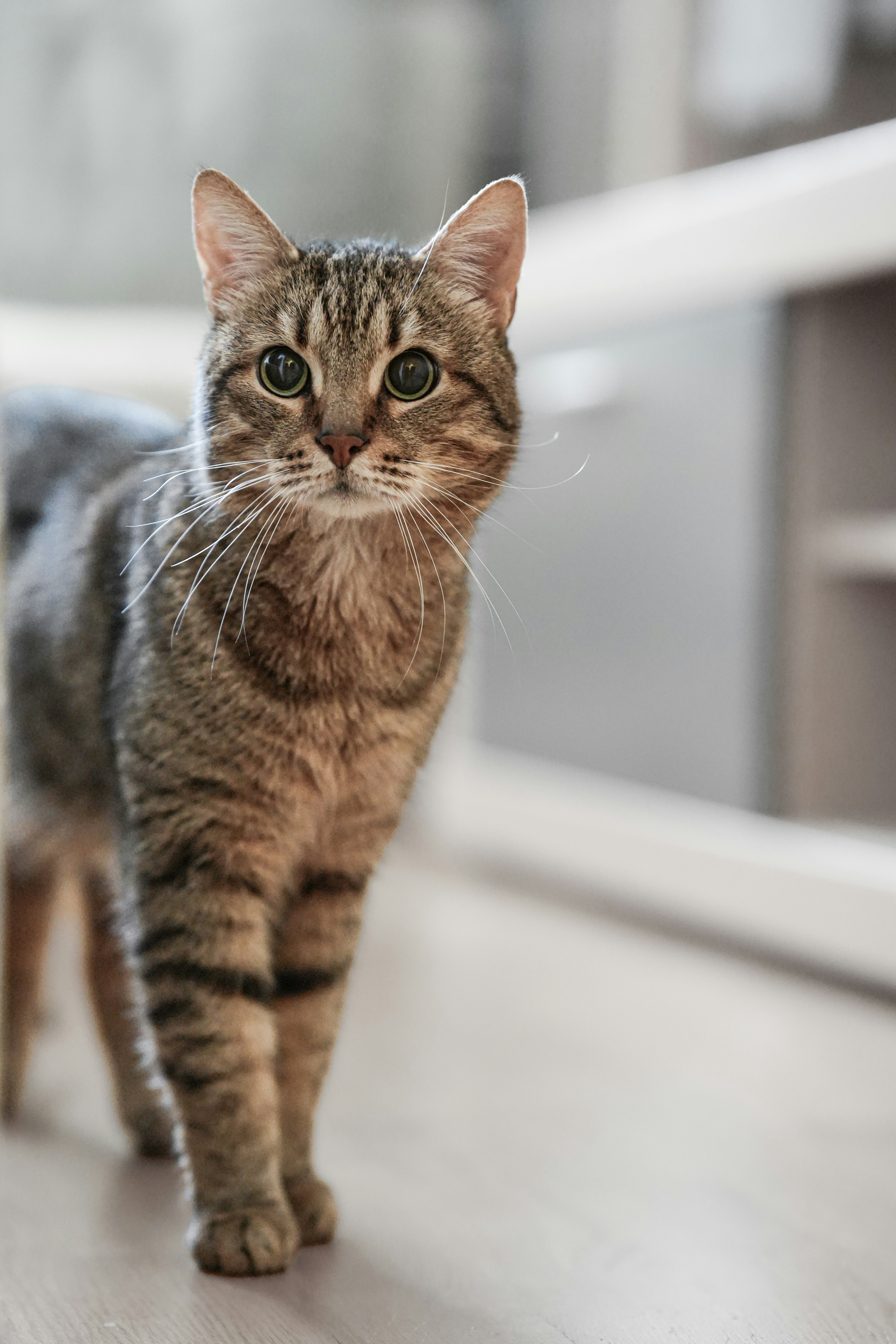 Curious Gaze: A Tabby in Mid-Stride
