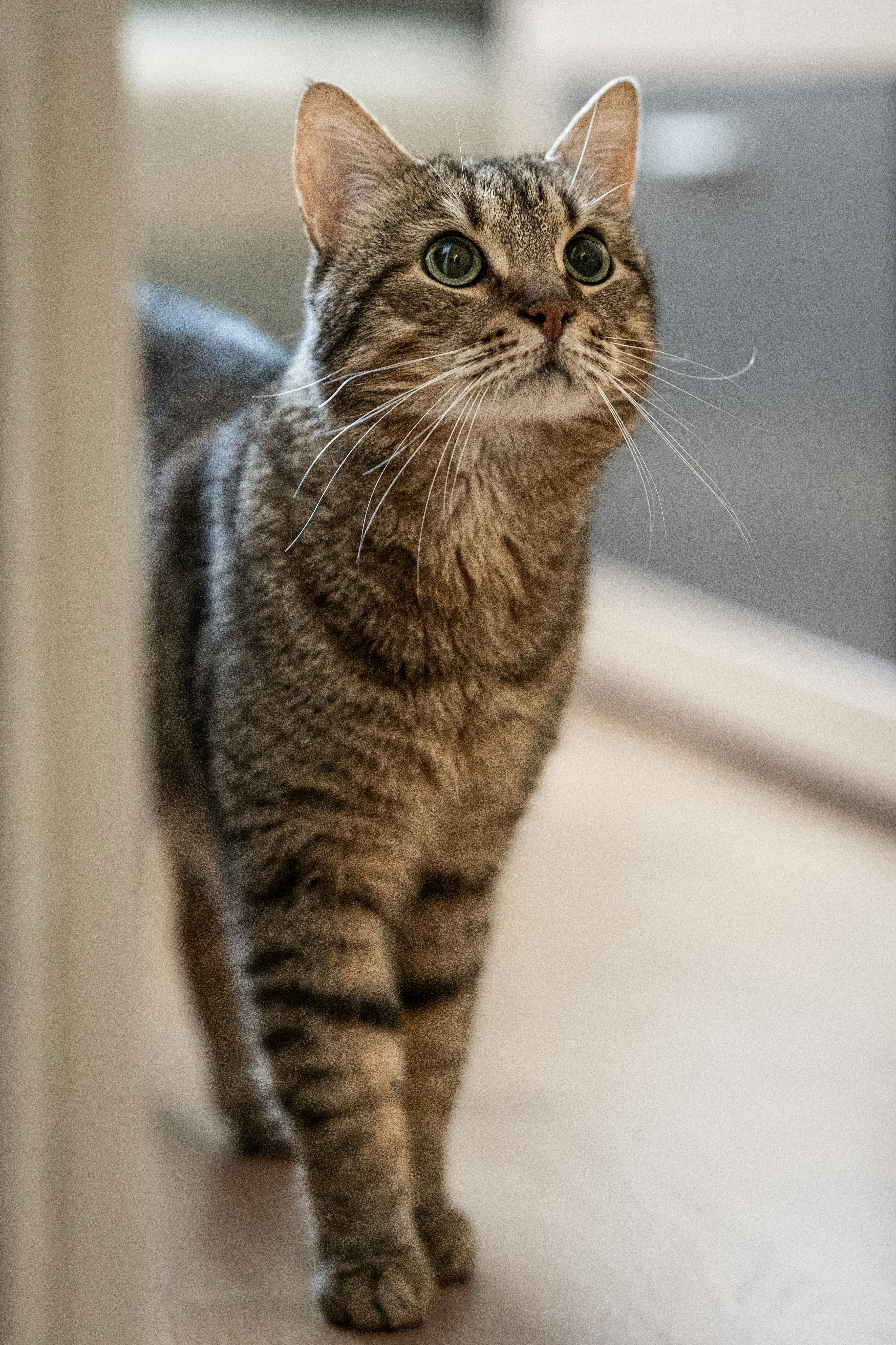 Curious Gaze: A Tabby Appears from the Kitchen Threshold