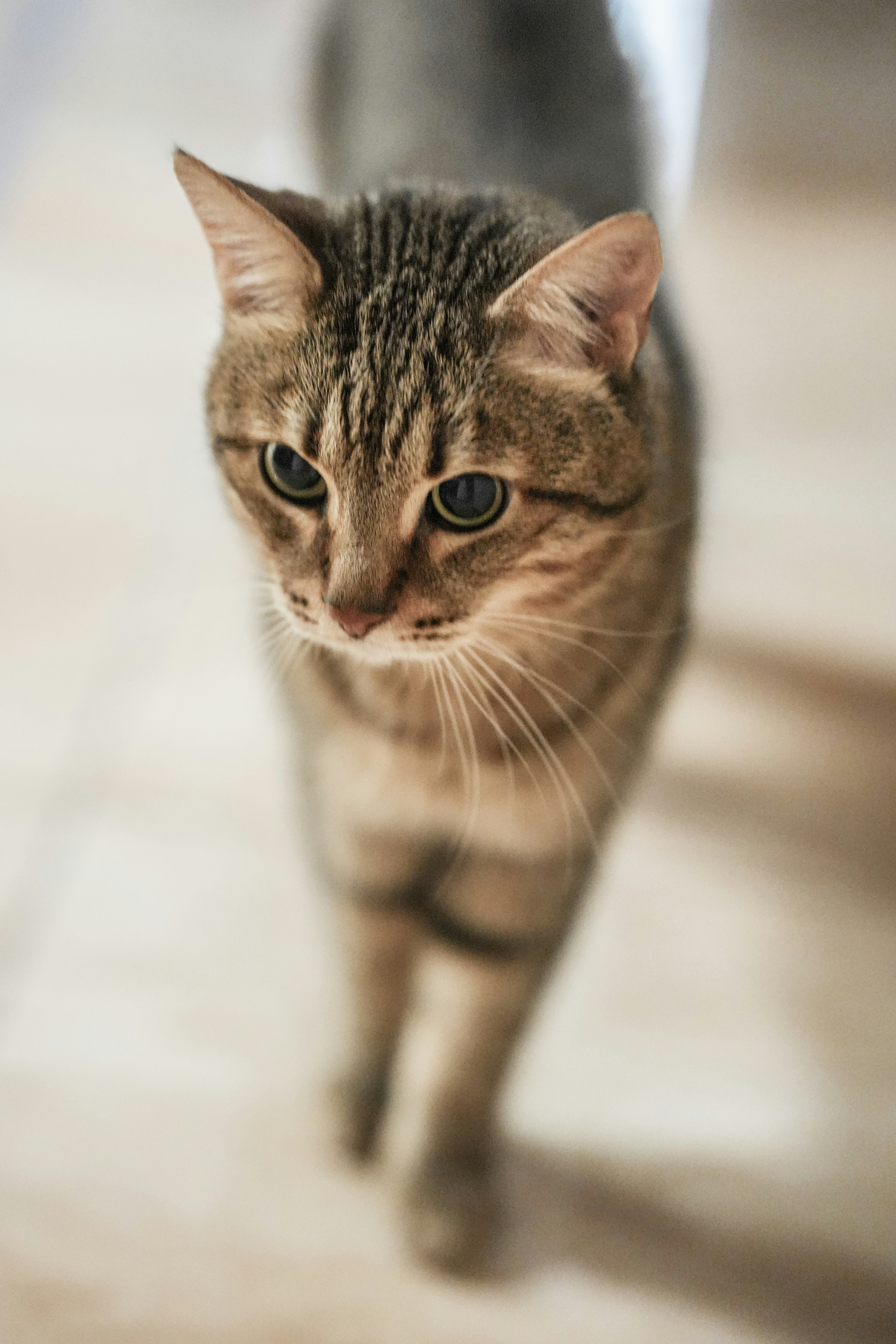Close-up of a tabby cat approaching, focus on the expressive eyes and whiskers; a candid indoor shot capturing a pet in motion. This is a photographic still.