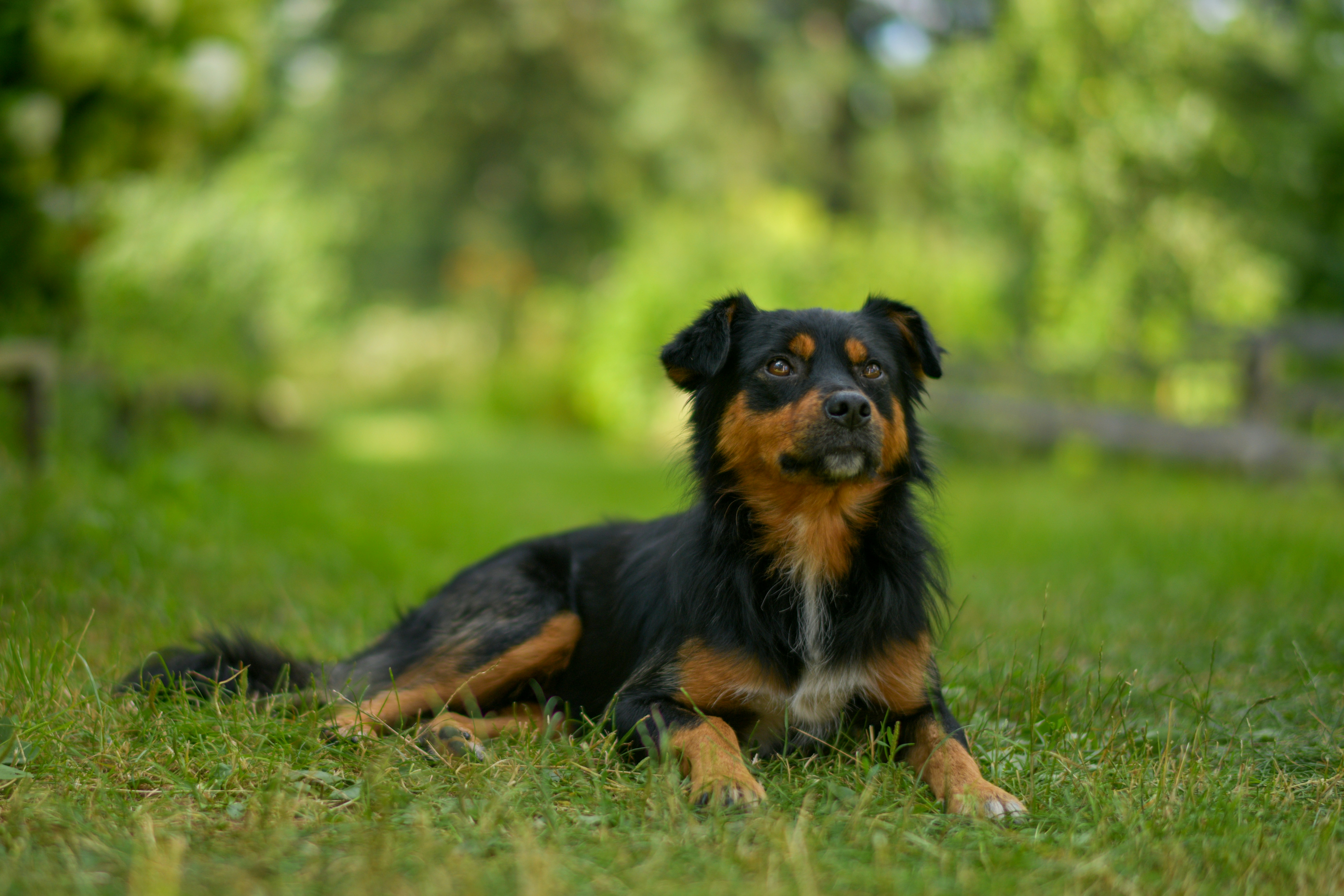 A black-and-tan dog rests on a sunlit grassy field, eyes alert and face centered with a blurred green park backdrop. This is a natural photographic capture of a real animal, not a drawing.