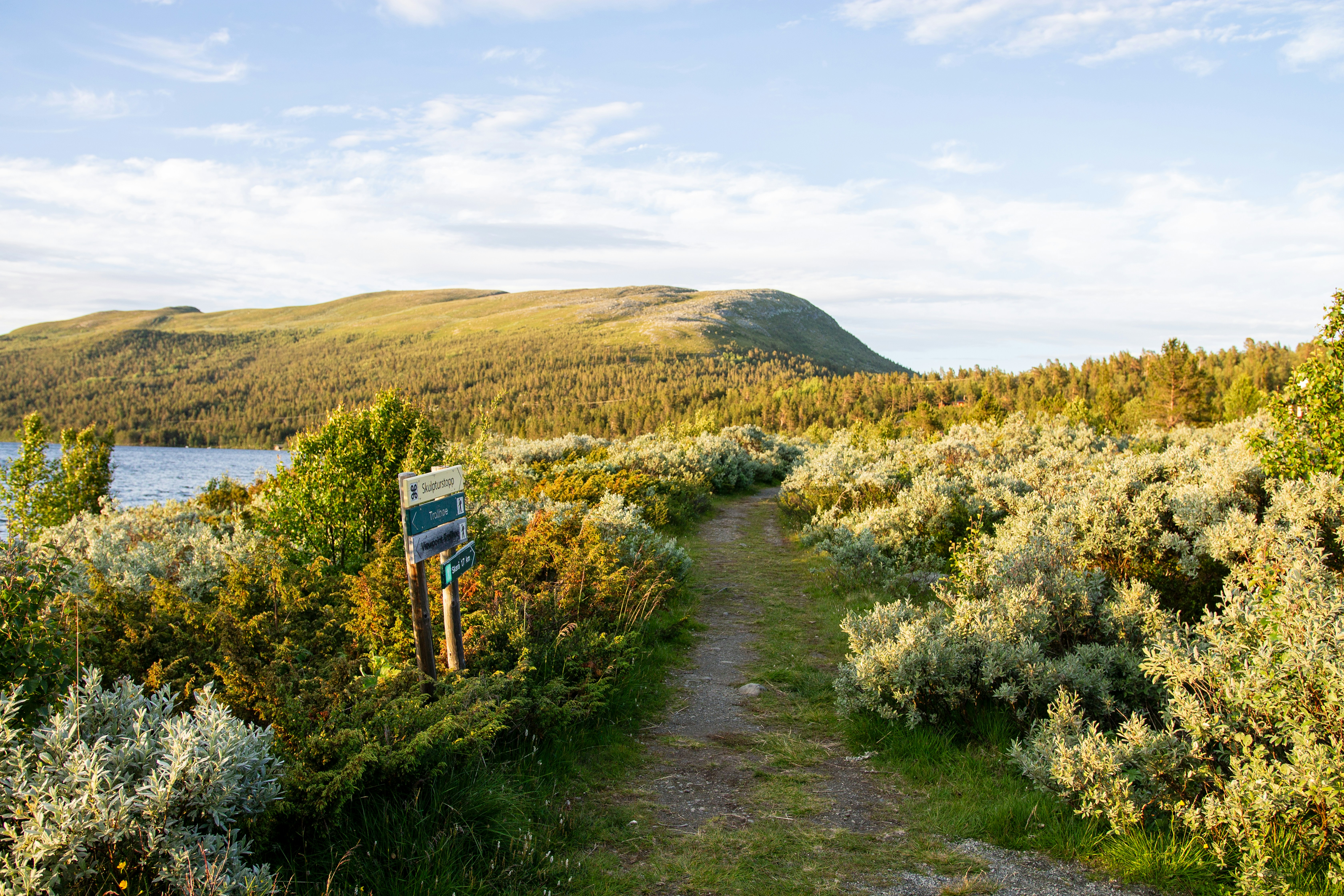 Trail to the Horizon: Golden-Hour Moorland Overlook
