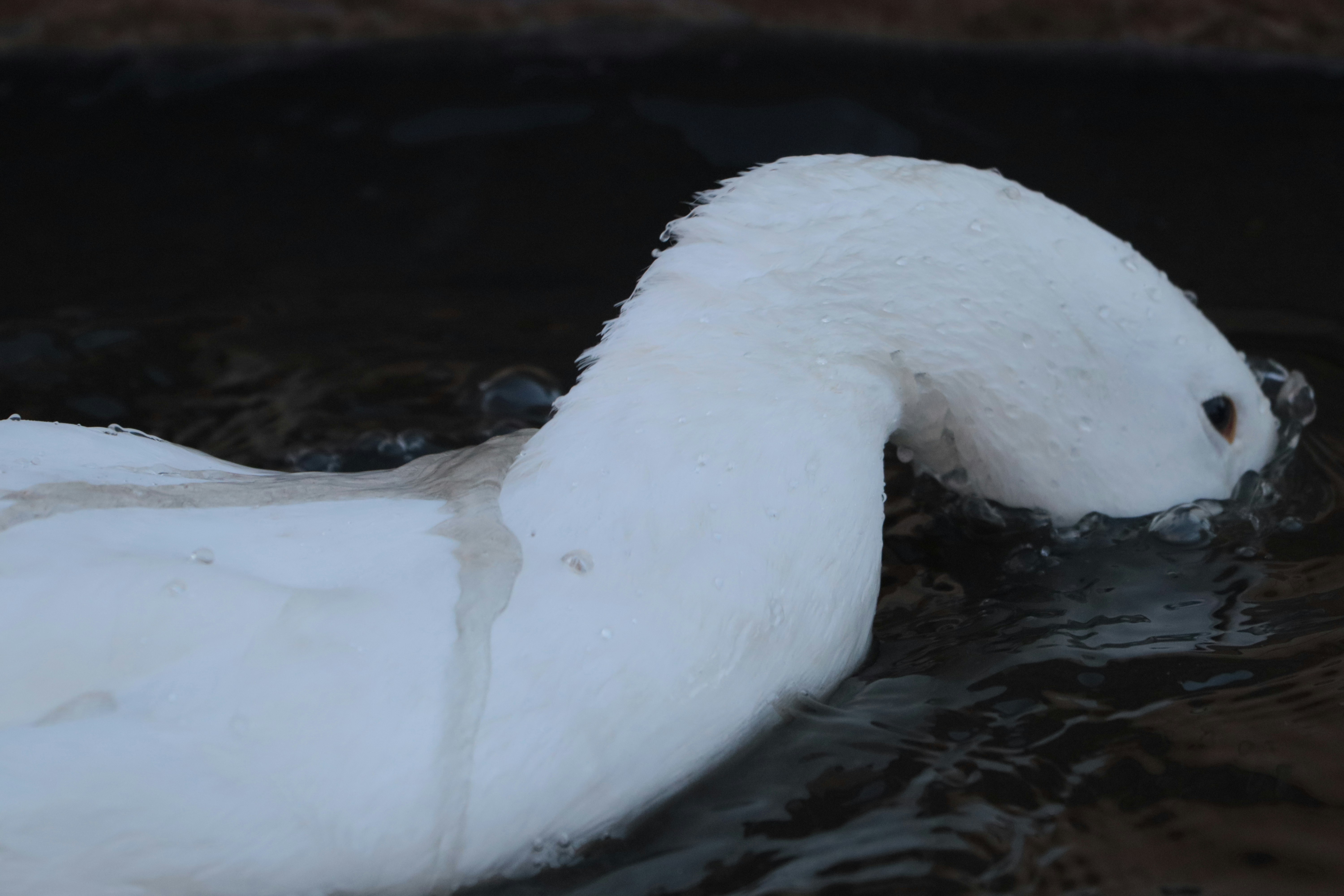 White Swan in Calm Dark Water