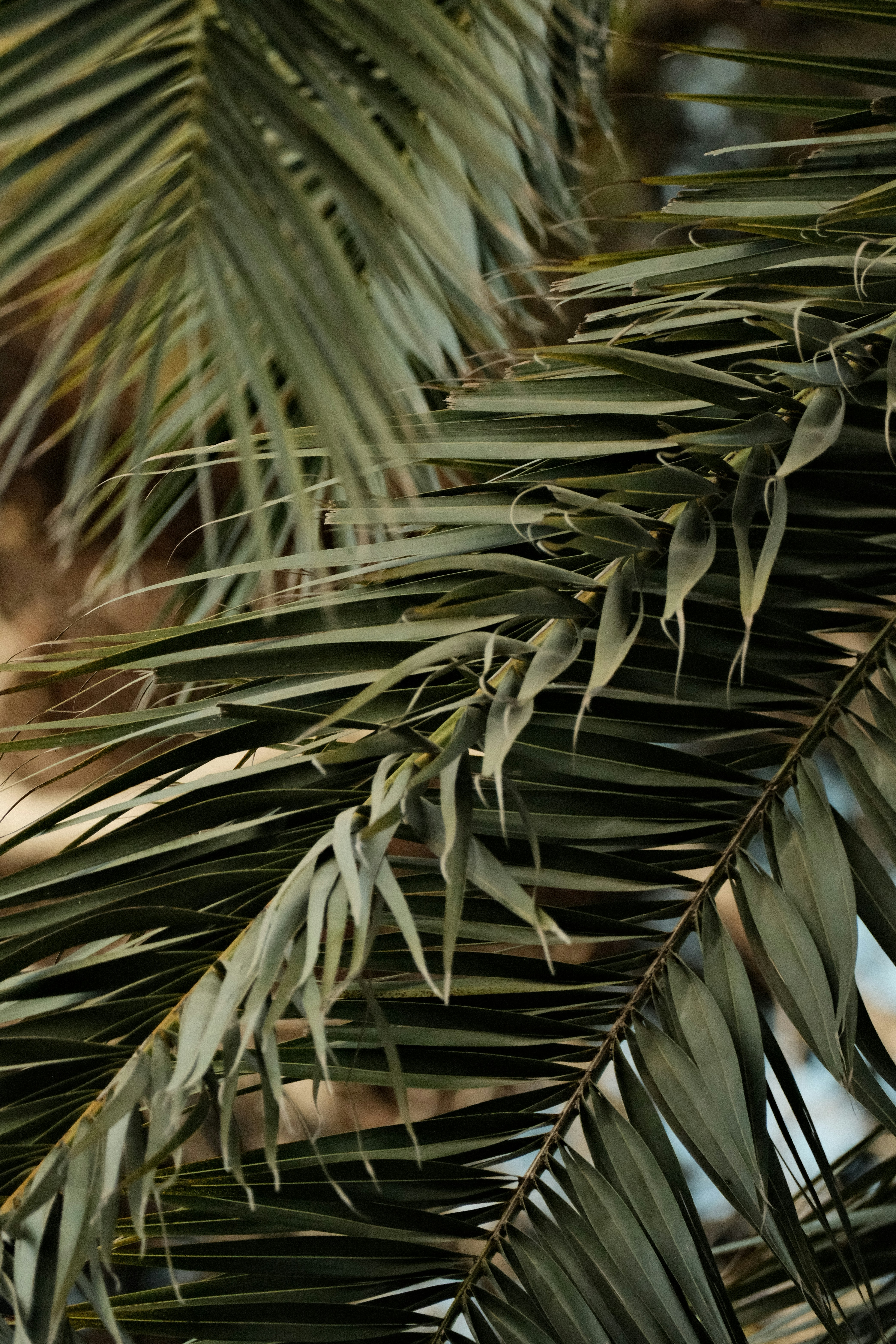 Palm Frond Mosaic: A Close-Up of Green Fronds in Quiet Light