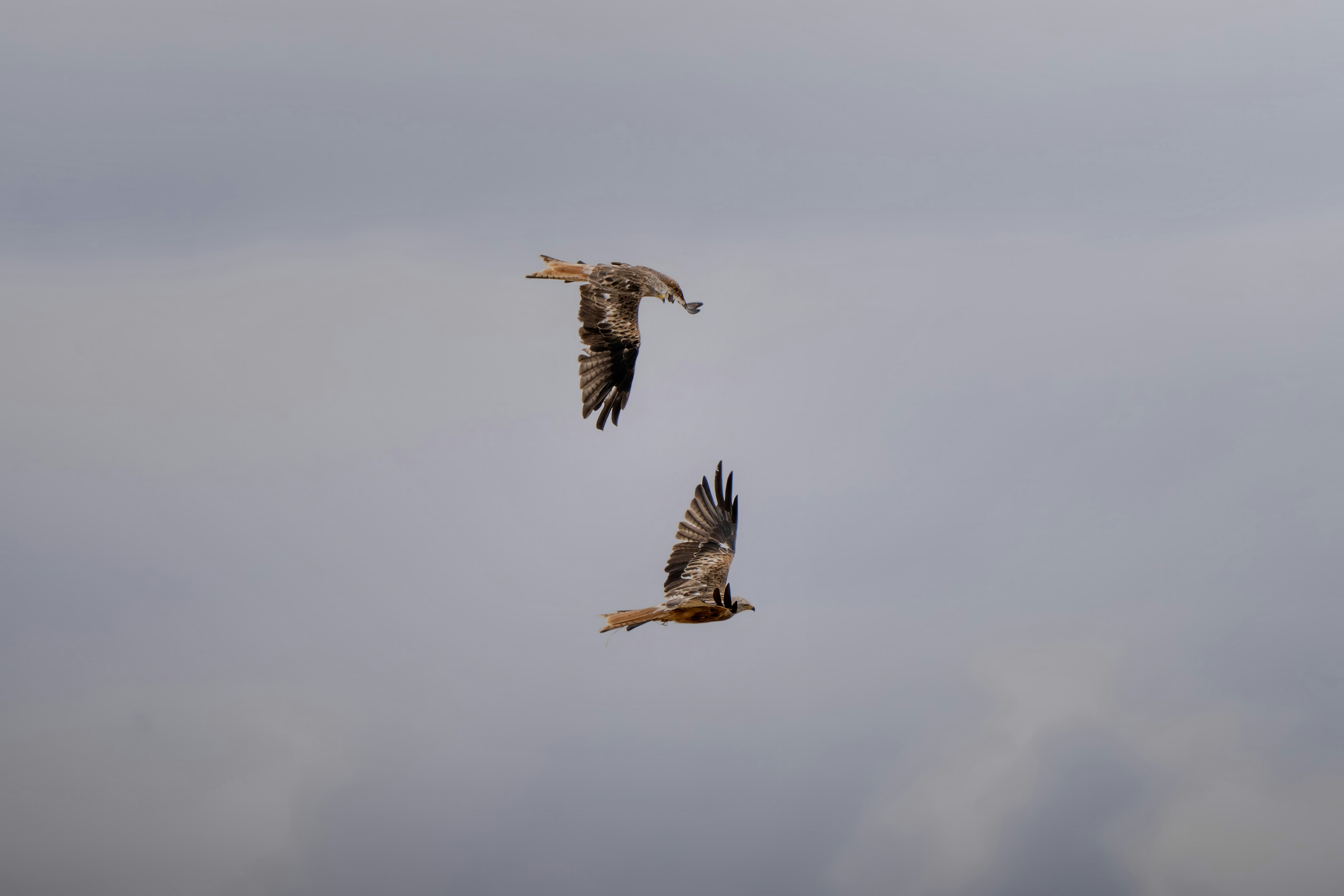 Two raptors in ascent: midair ballet against a soft sky