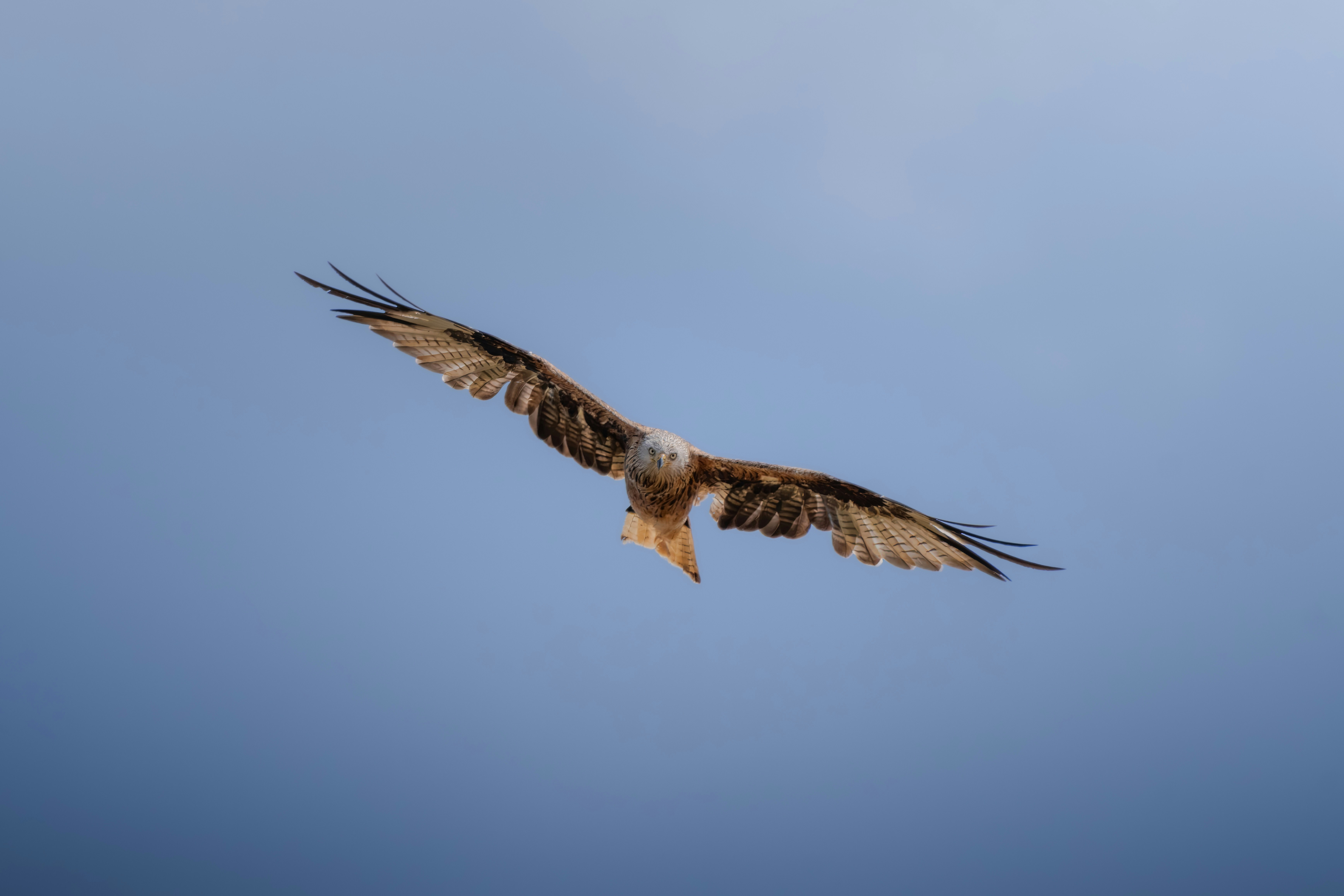 Midflight Gaze: A Peregrine in a Clear Sky