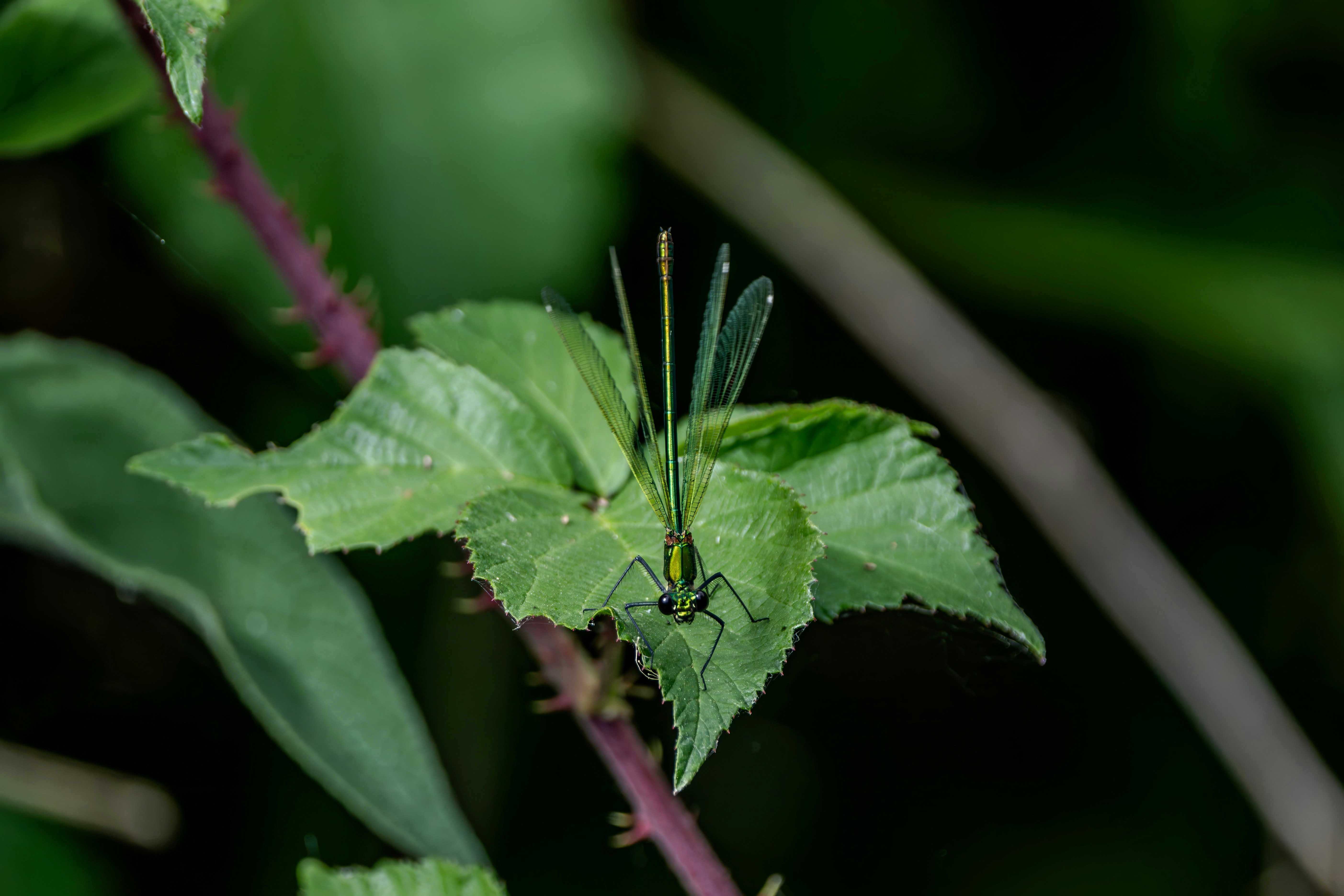 Emerald Thread Catcher: A Dragonfly Quietly perched on a serrated leaf