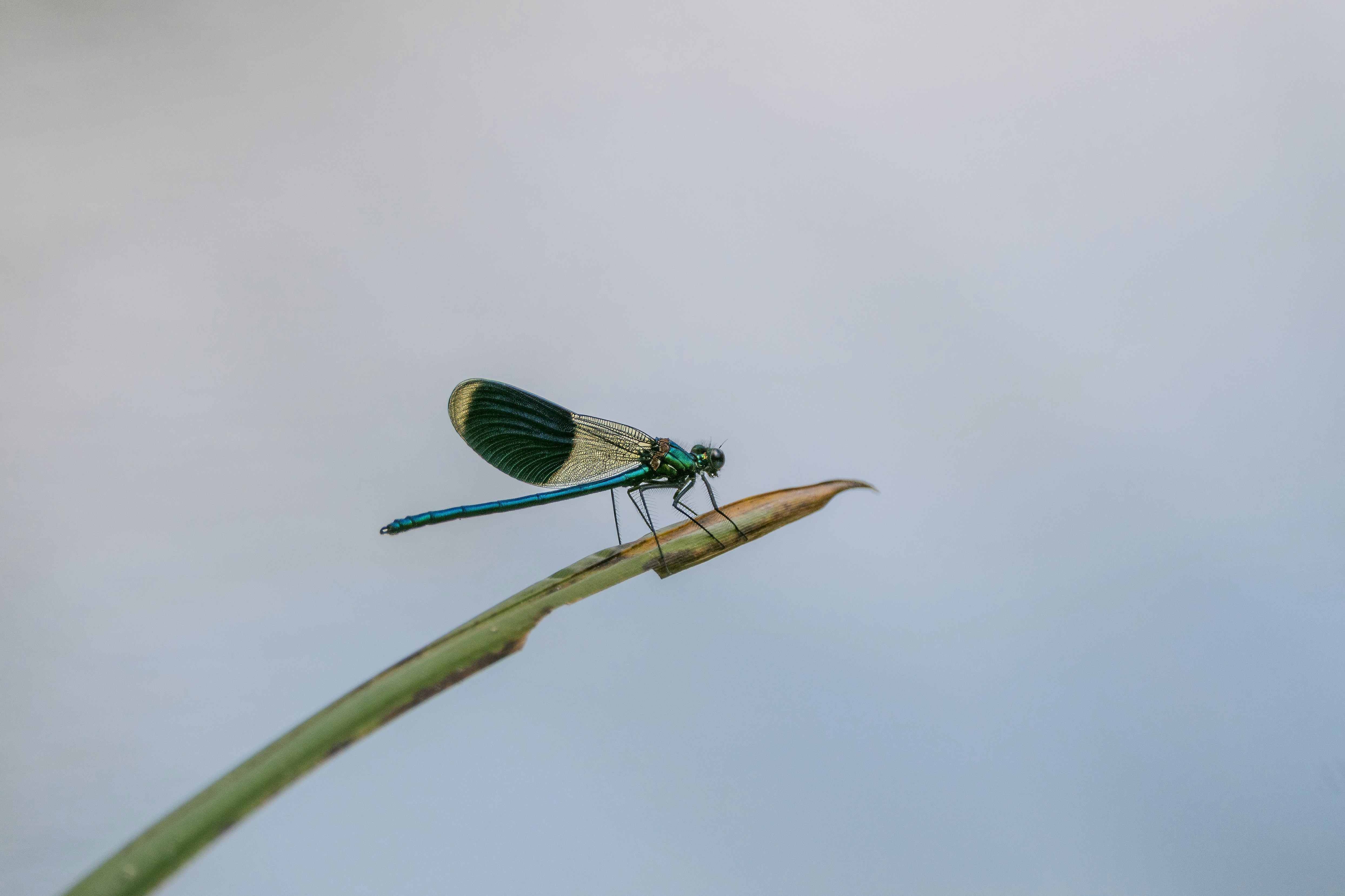 Delicate Dragonfly on a Slender Edge