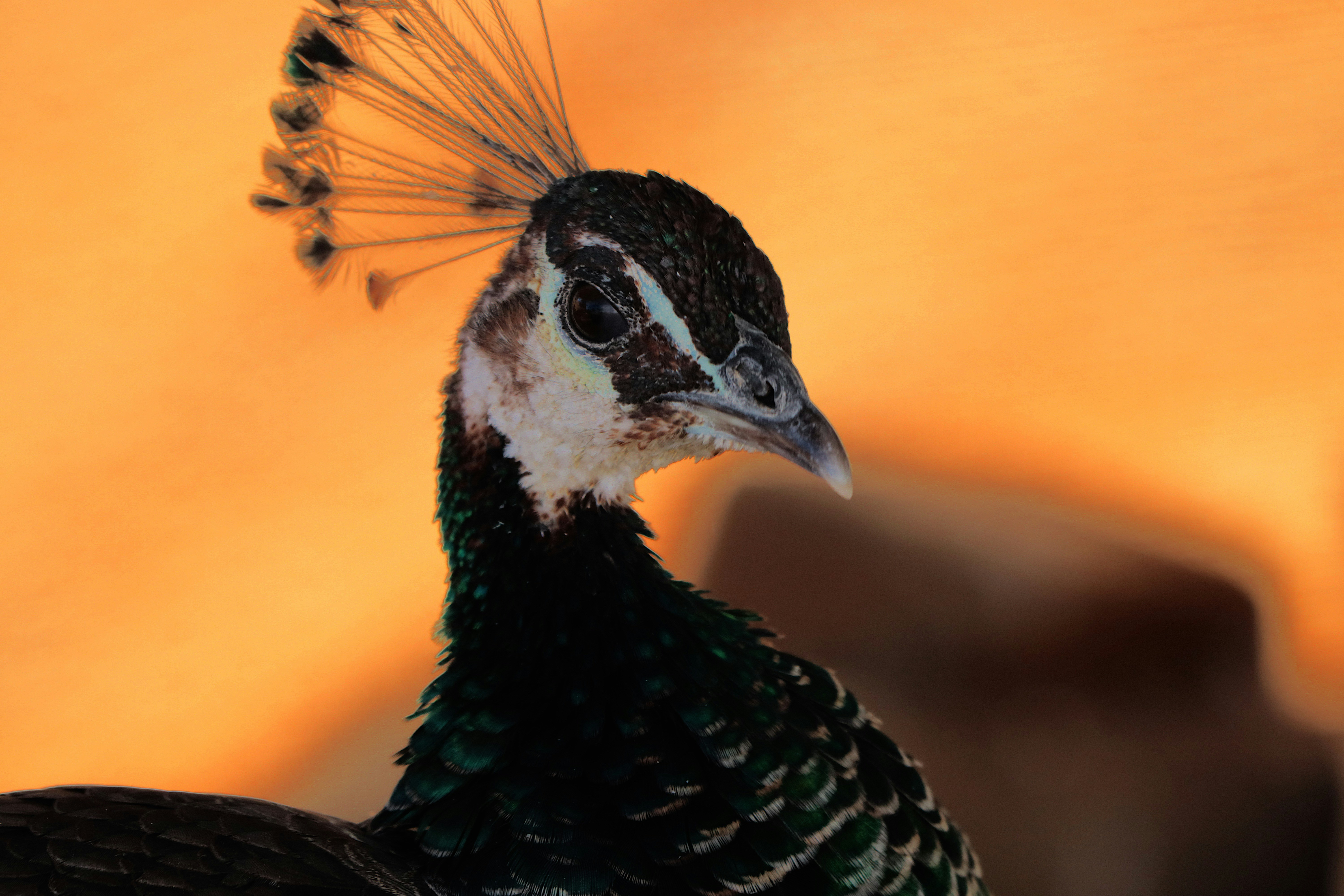 Close-up of a peacock's head and neck with iridescent green feathers, warm orange bokeh background; close crop highlighting eye and plume detail. (Non-movement subject; still portrait).