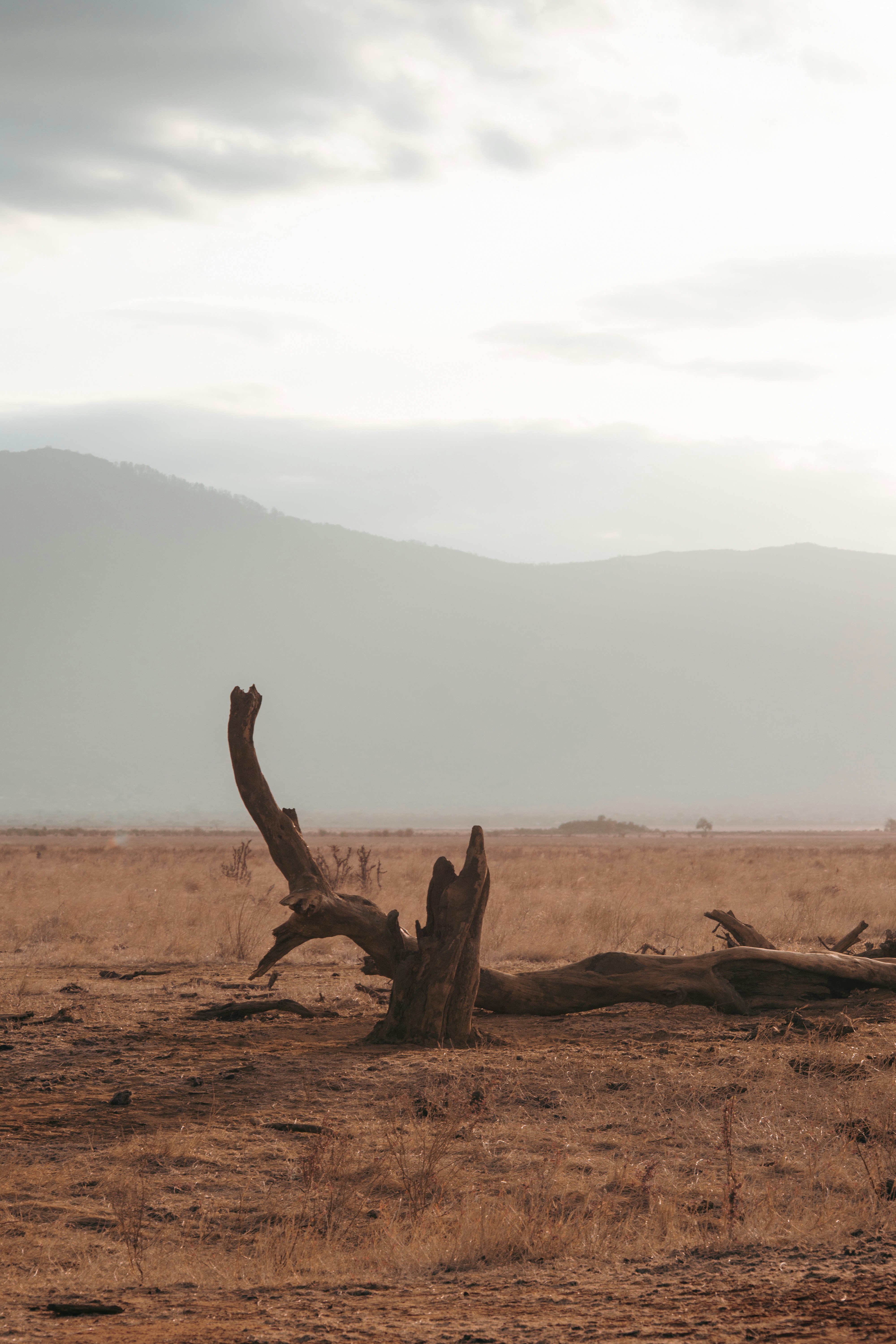 Desolate Tree Skeleton in a Dusty Wilderness at Dawn